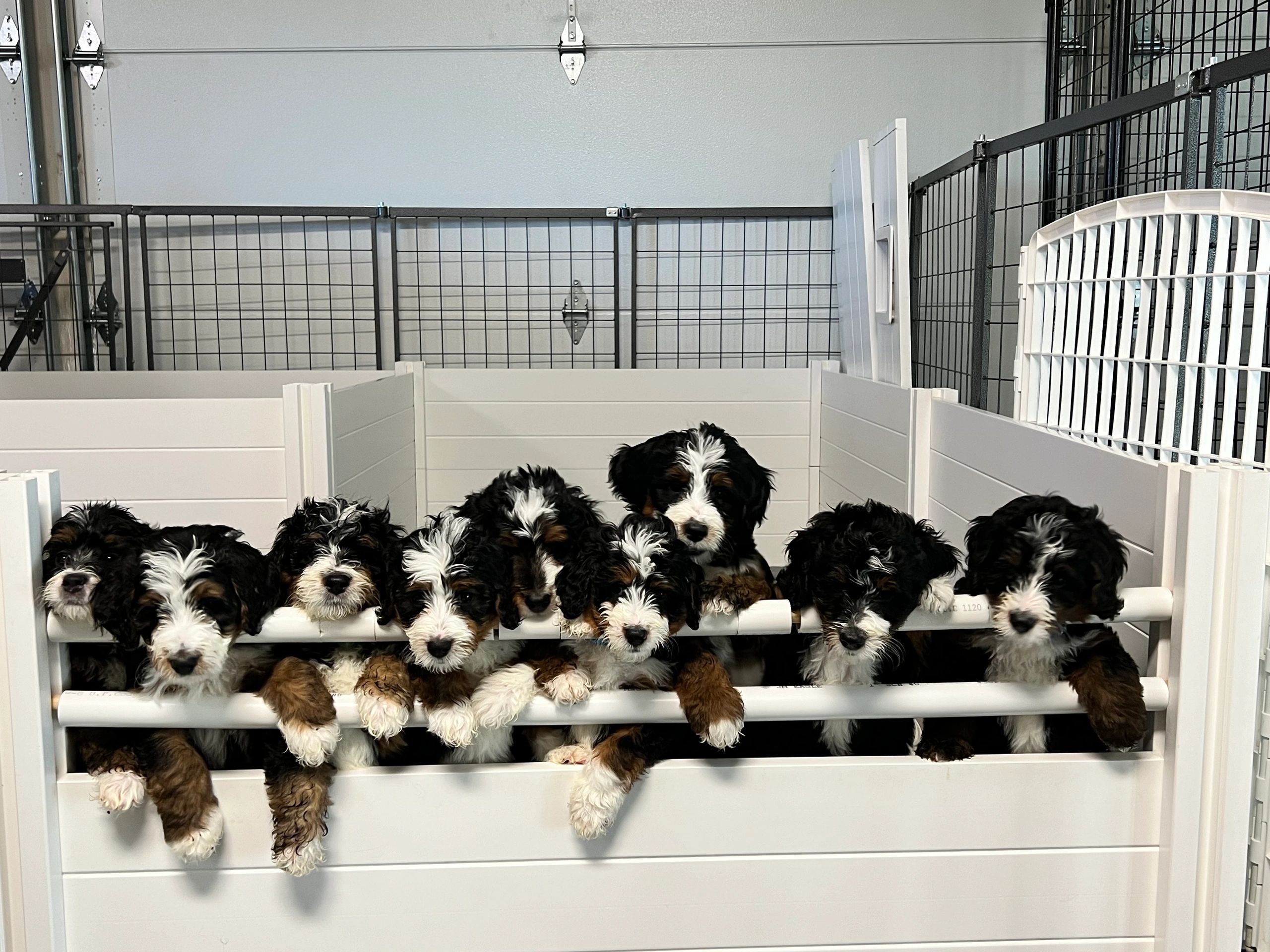 Doodle Breeder - Dillon Doodles
