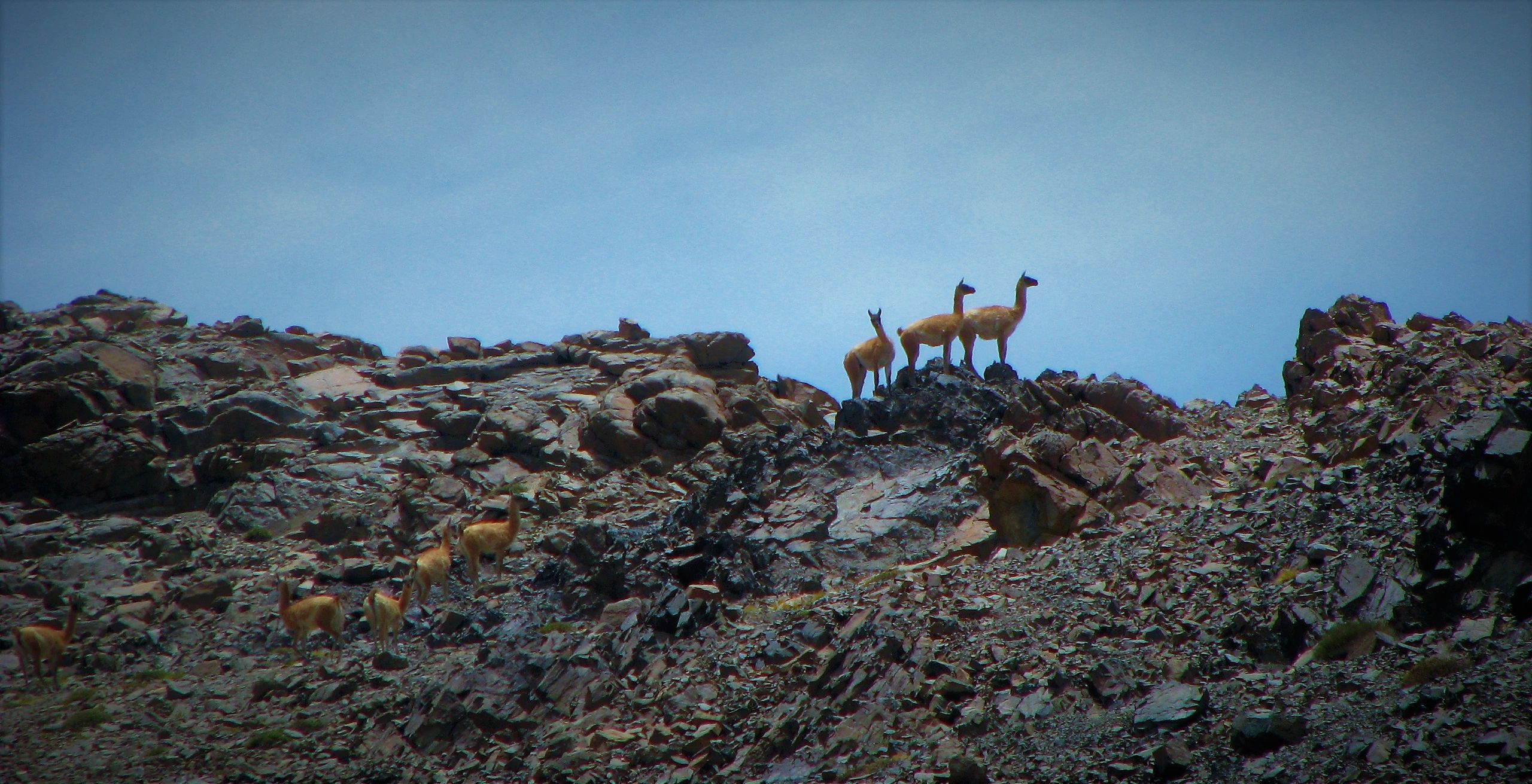 Viña Invina | Andes Sur Spa