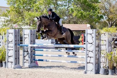 Hilltop Equestrian | Services | HILLTOP EQUESTRIAN