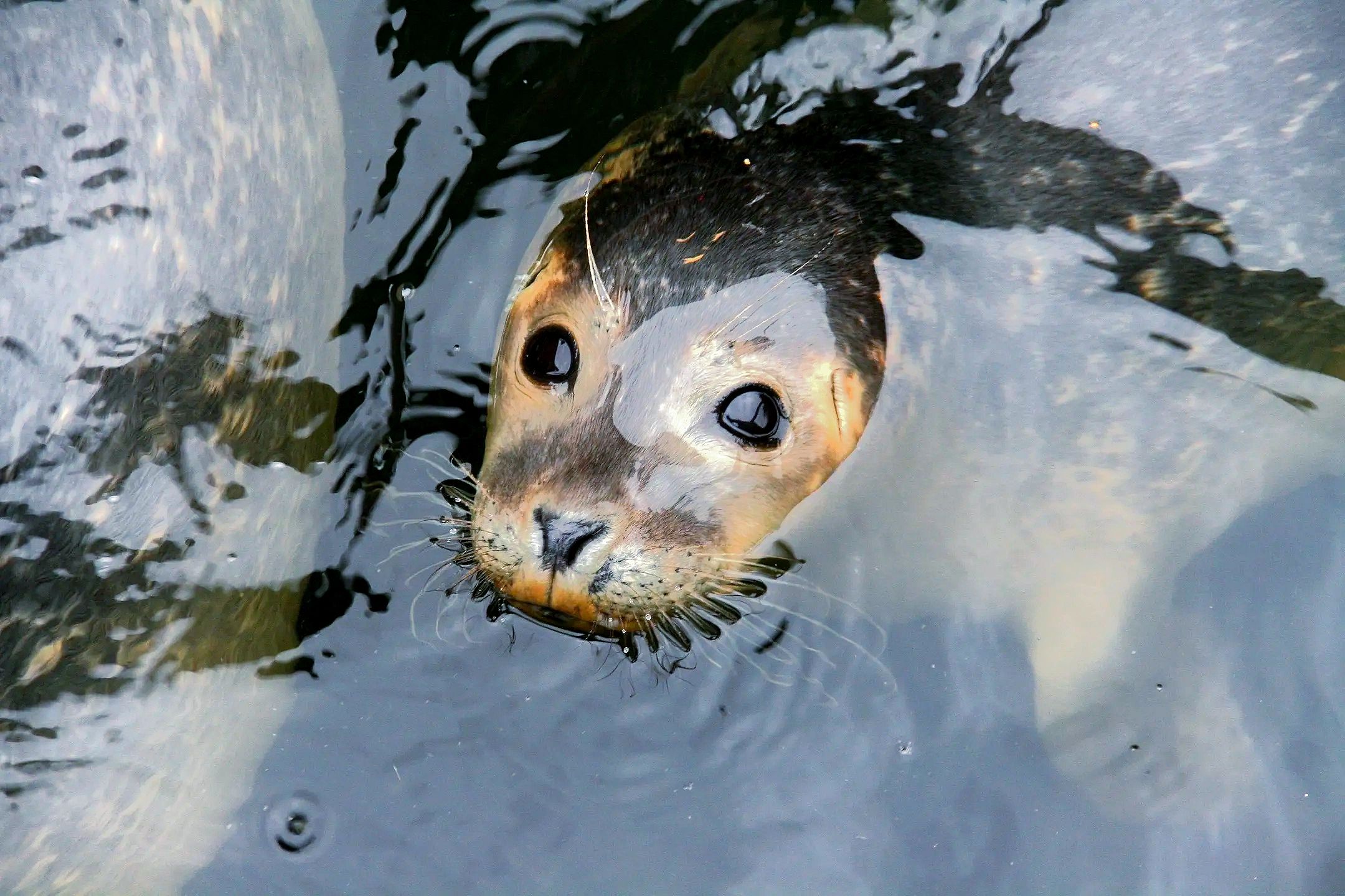 Save Carp Seals