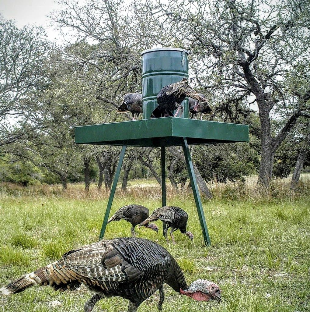 Platform Turkey Feeder