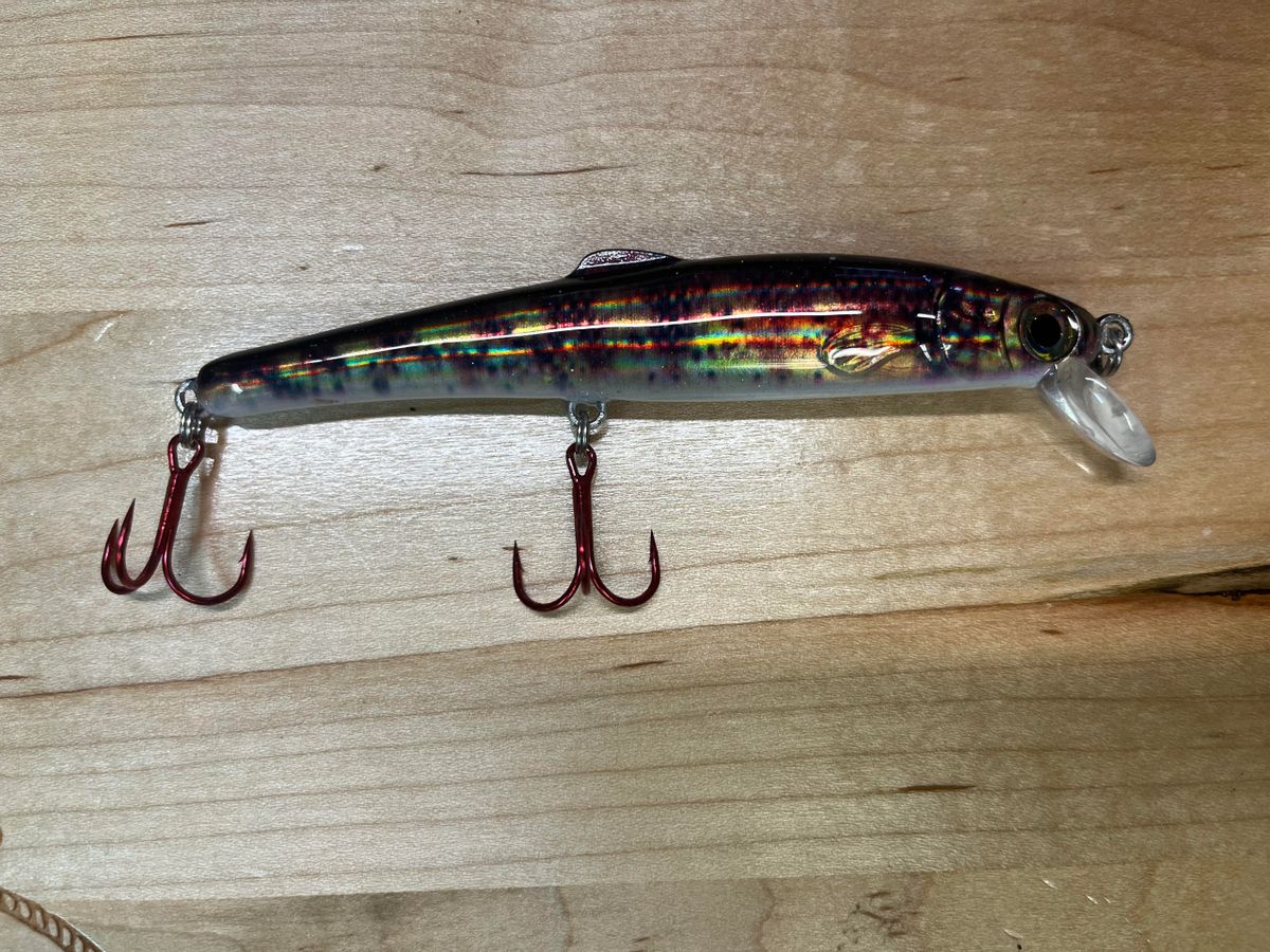 Yaleye-Fish Mooneye Minnow Live Goby