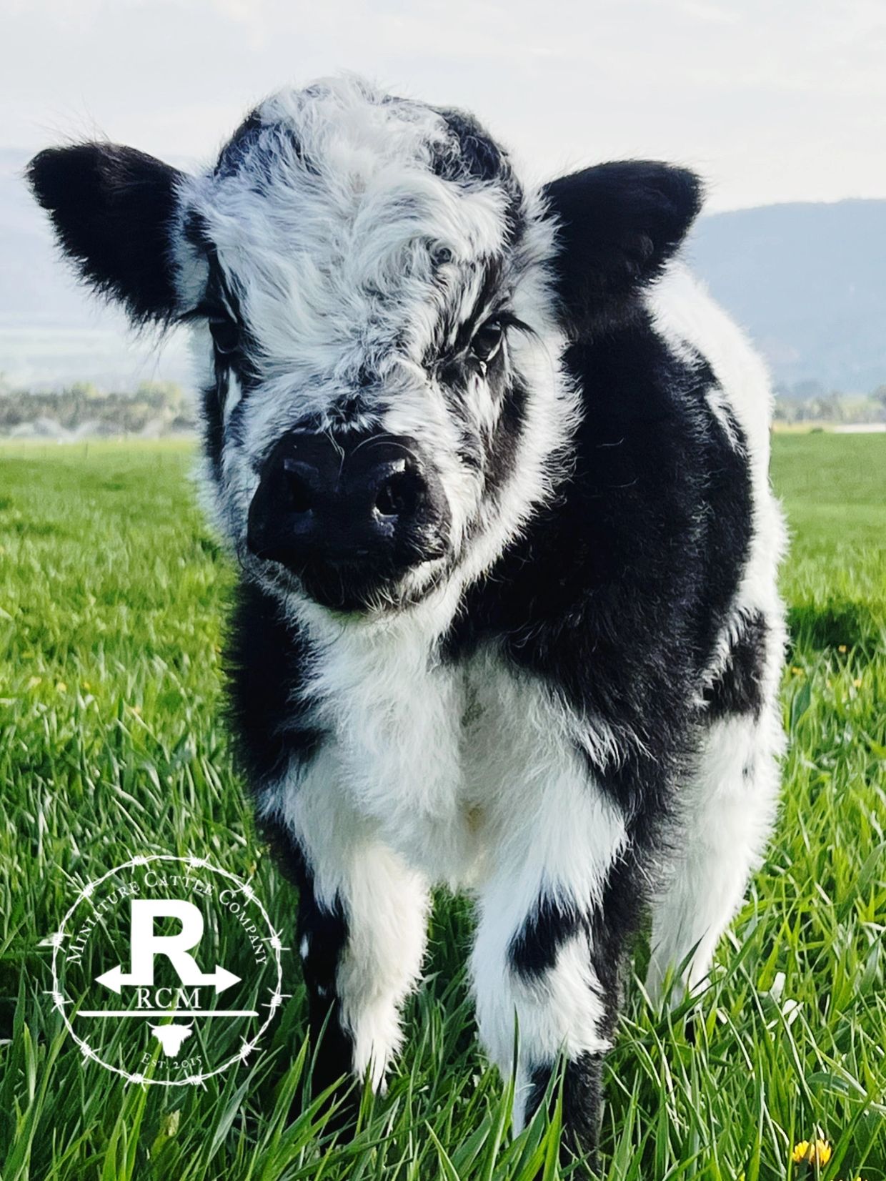 How Much Does A Mini Cow Cost Pestifier How Much Does A Mini Cow Cost Pestifier