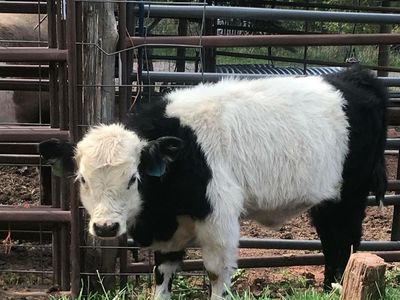 Our Ranch | RCM Miniature Cattle Company
