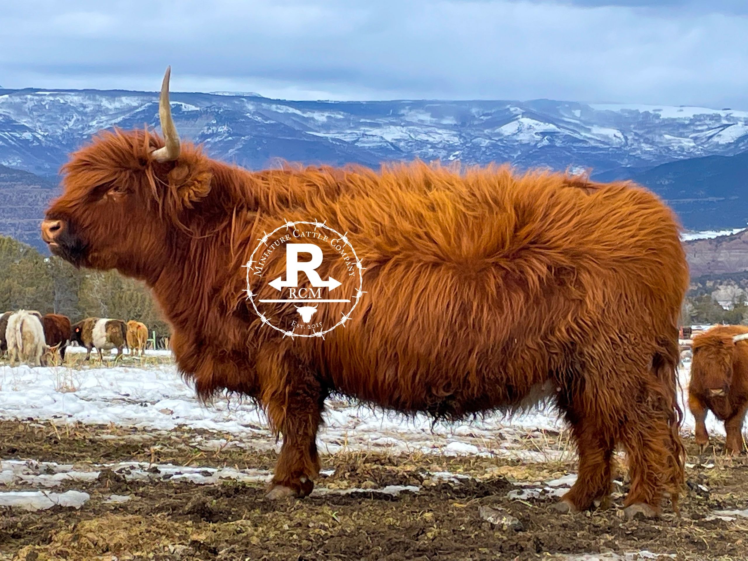 Miniature Highland Cows
