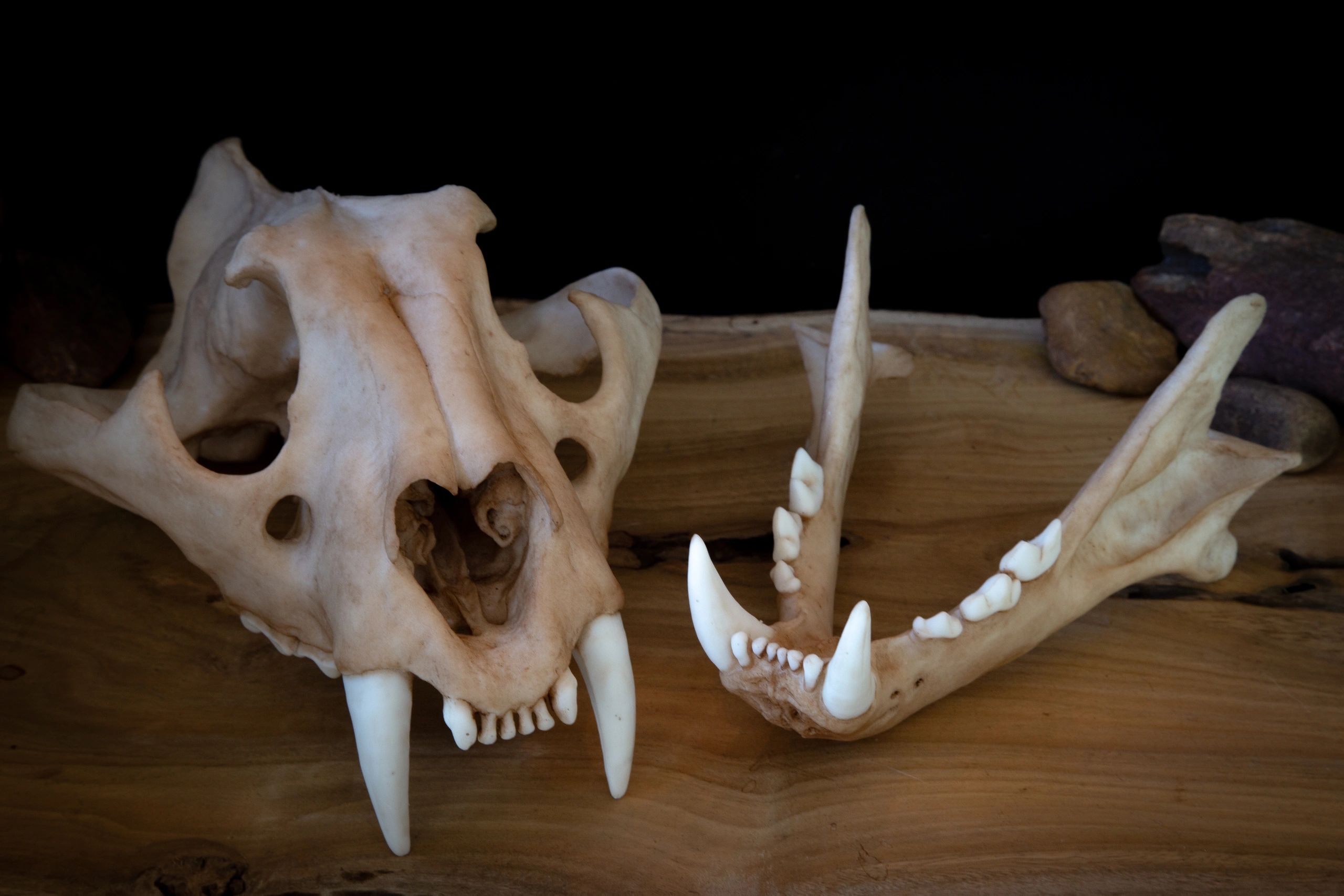 Animal Skulls and Museum Skulls - Primal Replicas