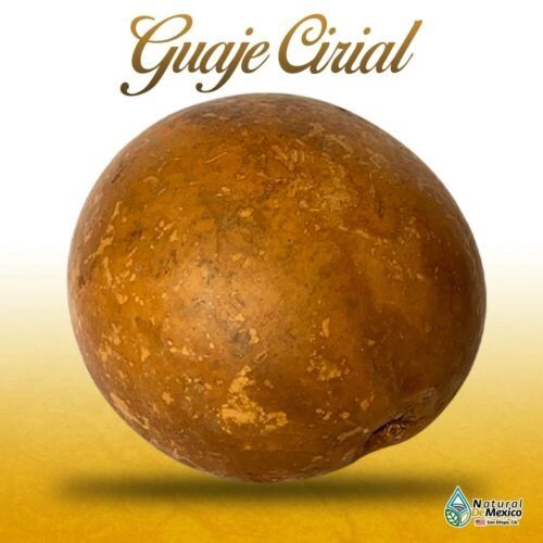 GUAJE CIRIAL / CUASTECOMATE