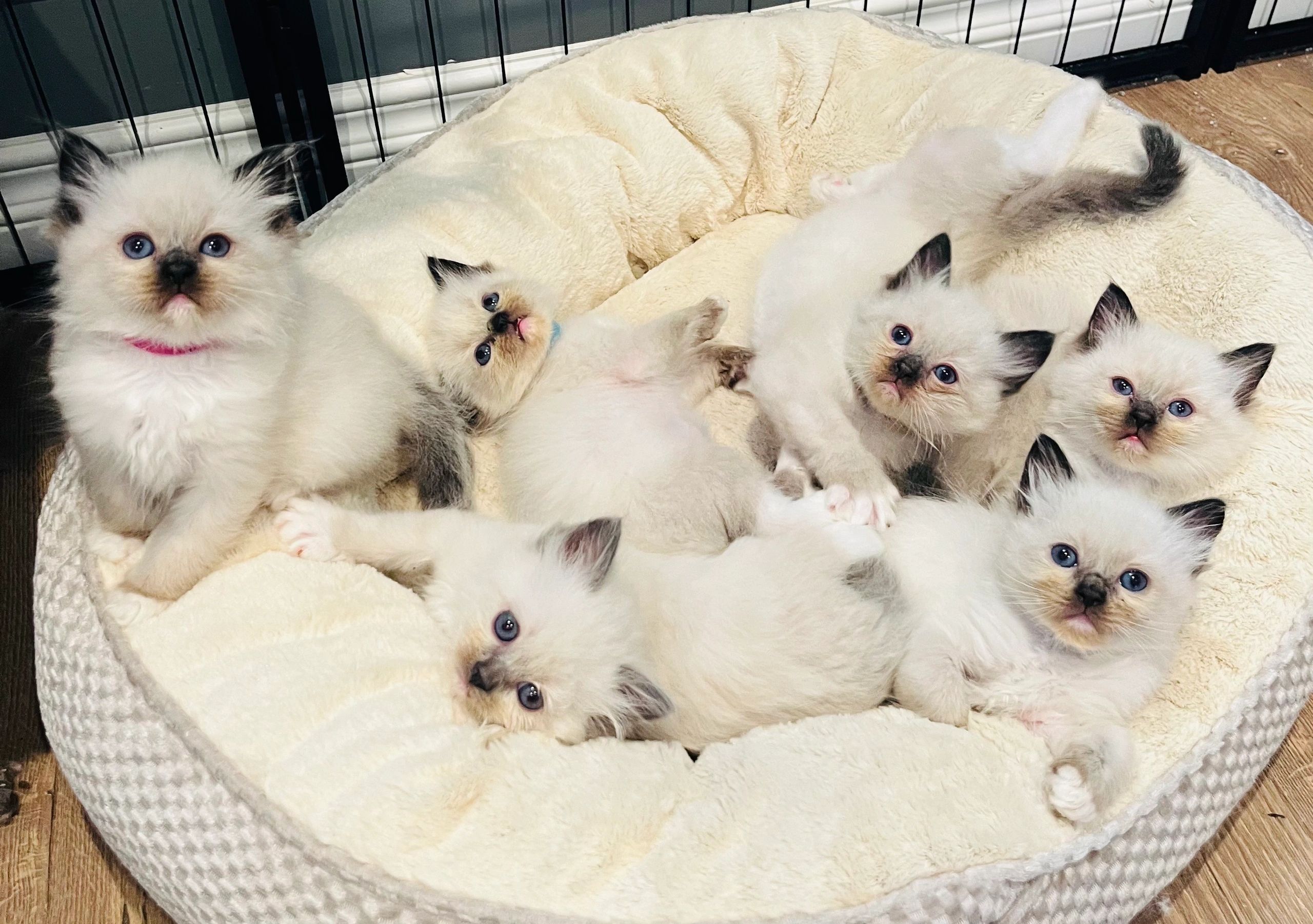 A Royal Tale Ragdolls