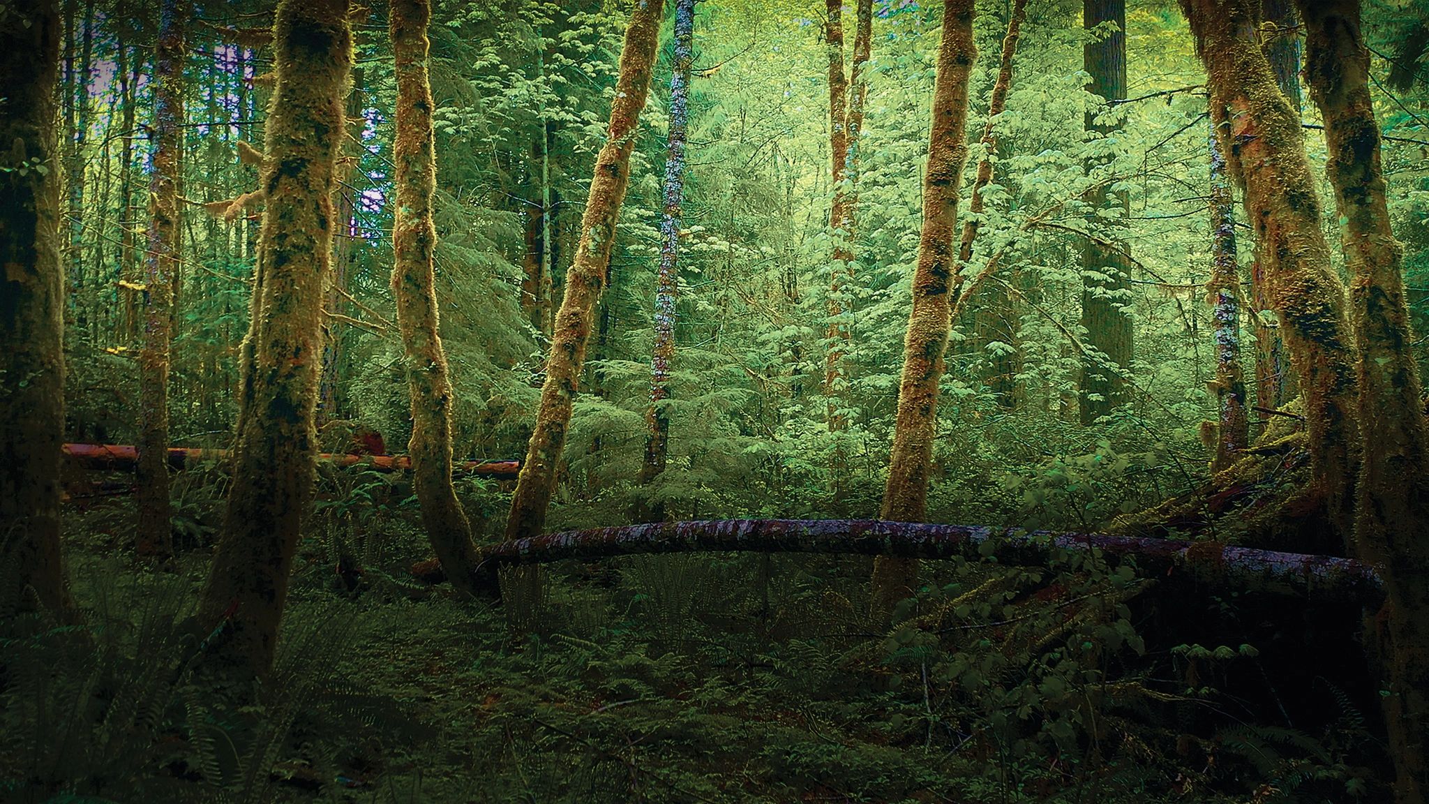 Beautiful Relaxation