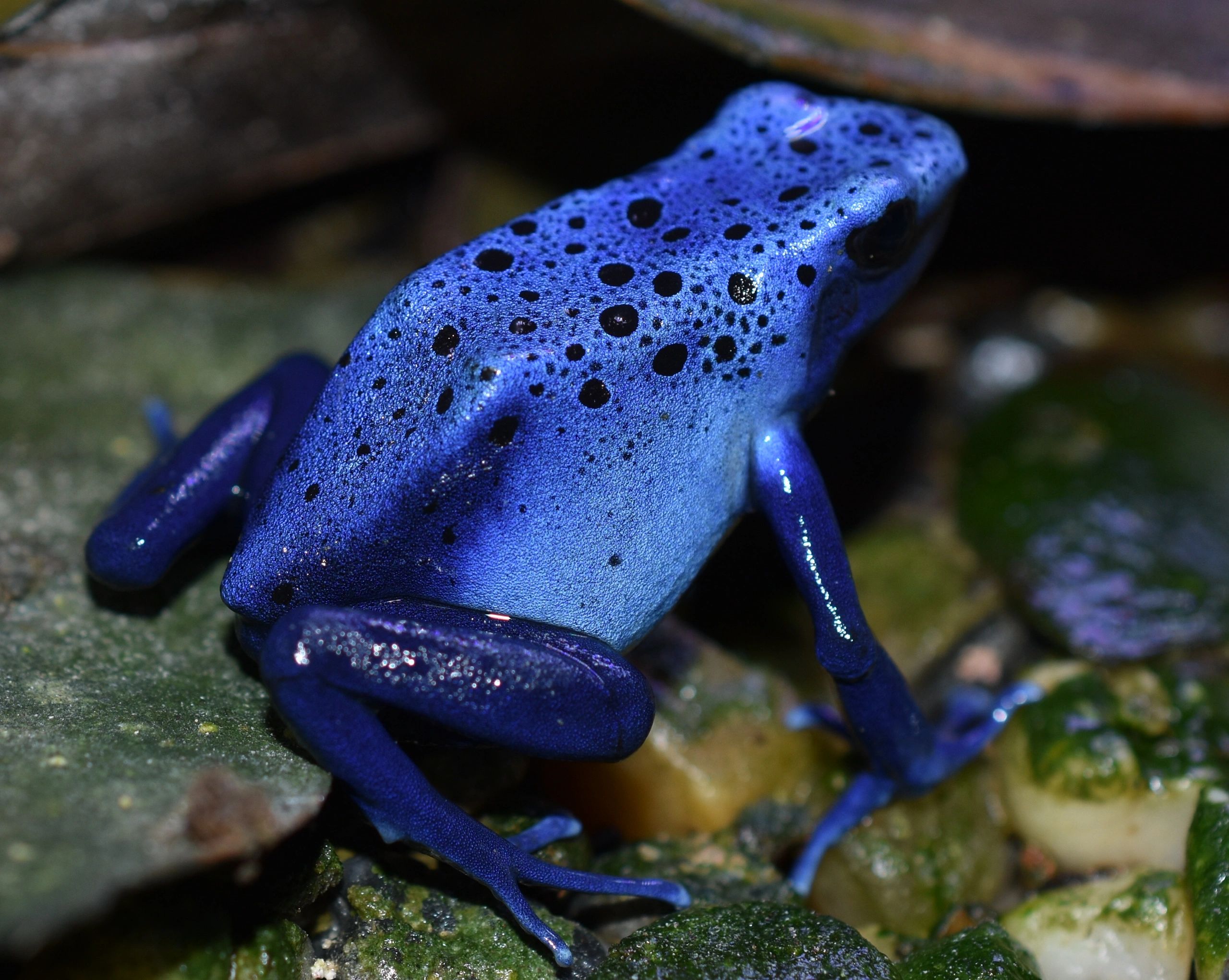 TCS Dart Frogs