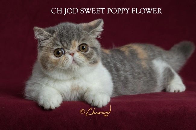 Jod Exotic Cats and Kittens
