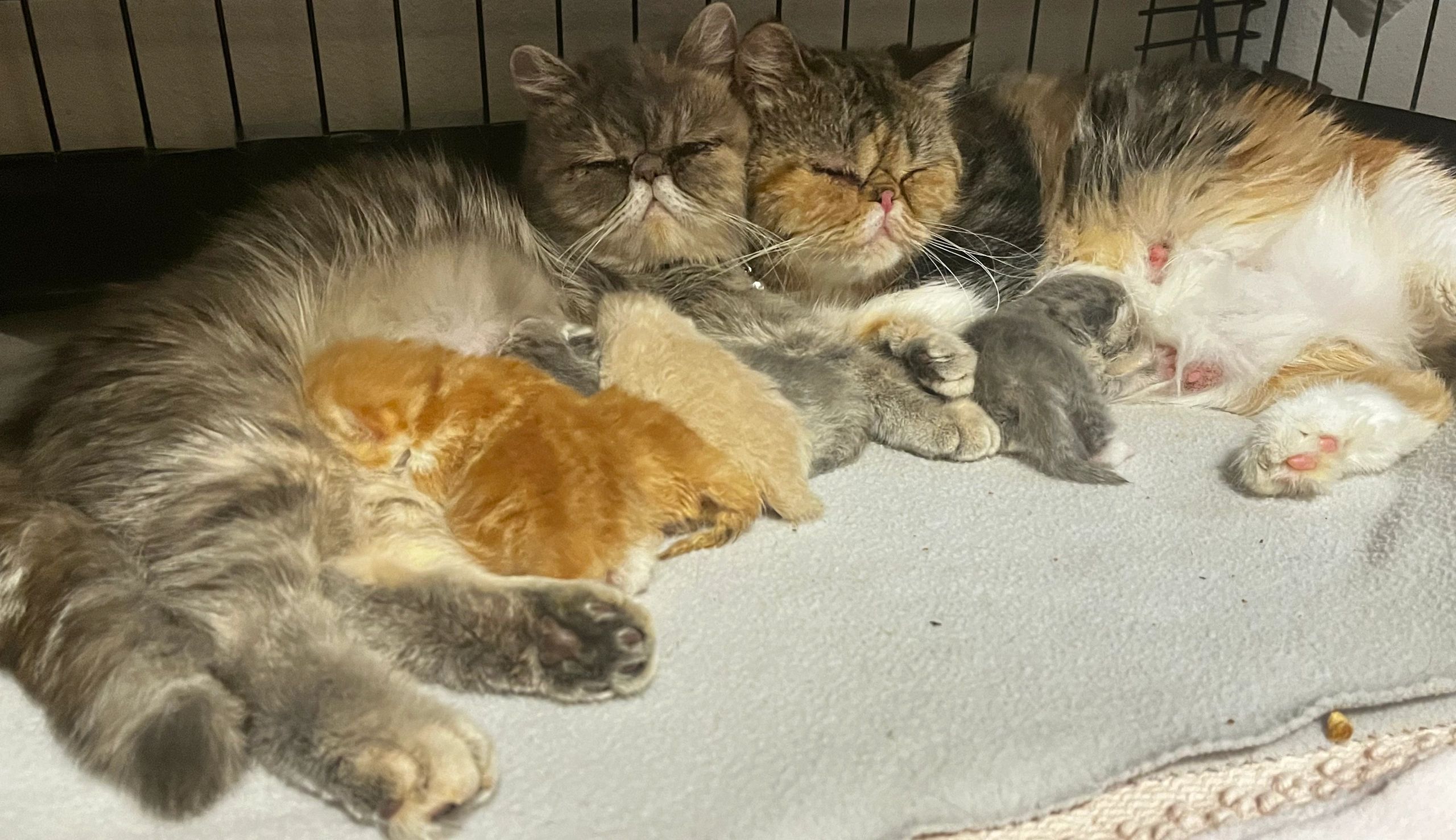 JoD Exotic Cats and Kittens - Exotic SH, Cat Breeder