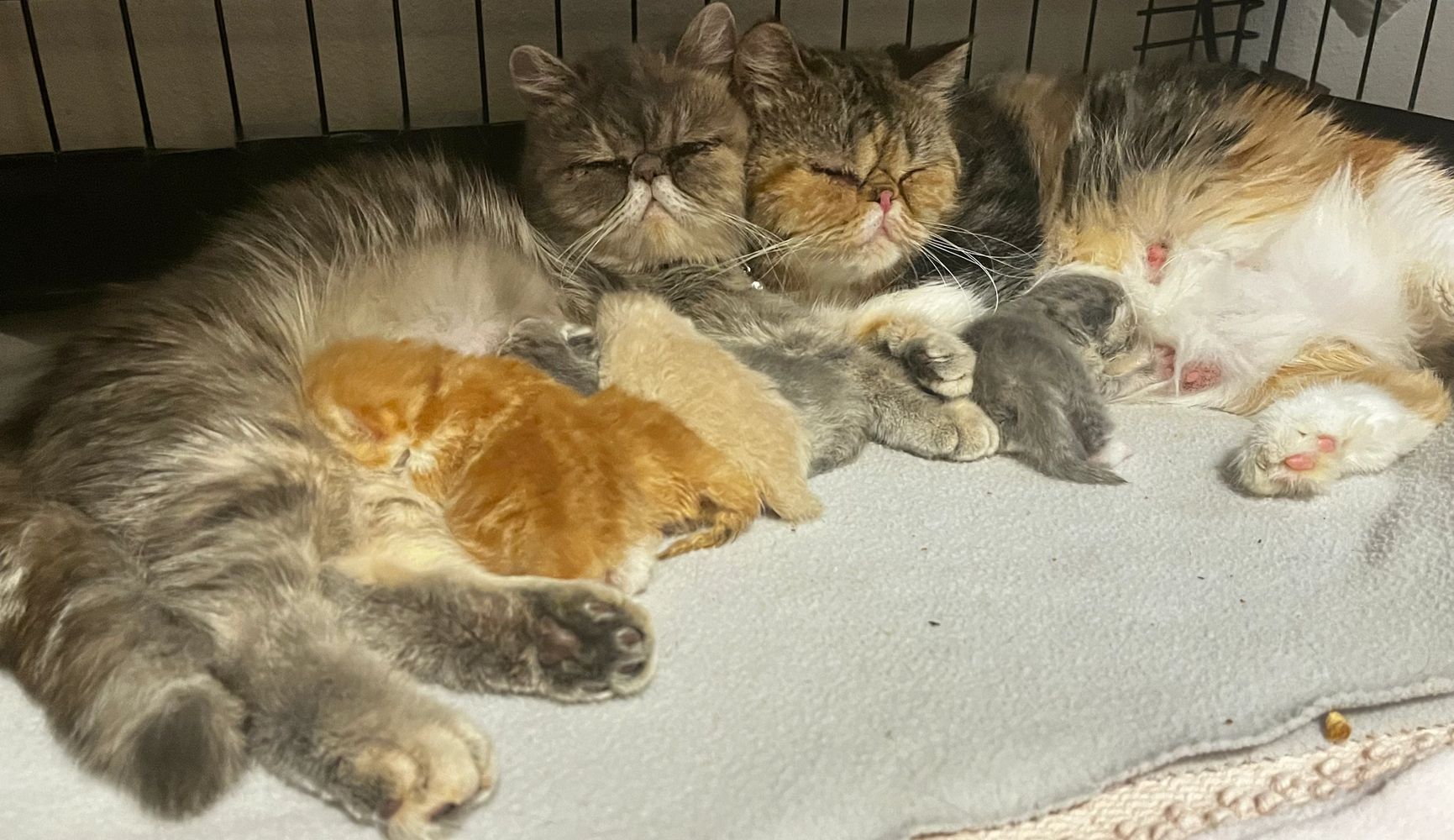 JoD Exotic Cats and Kittens - Exotic SH, Cat Breeder