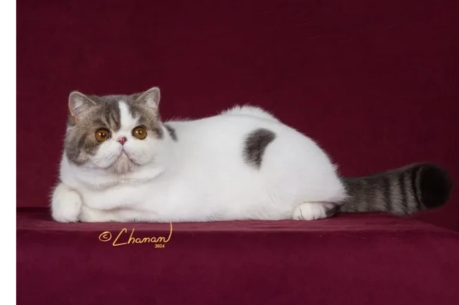 Jod Exotic Cats and Kittens