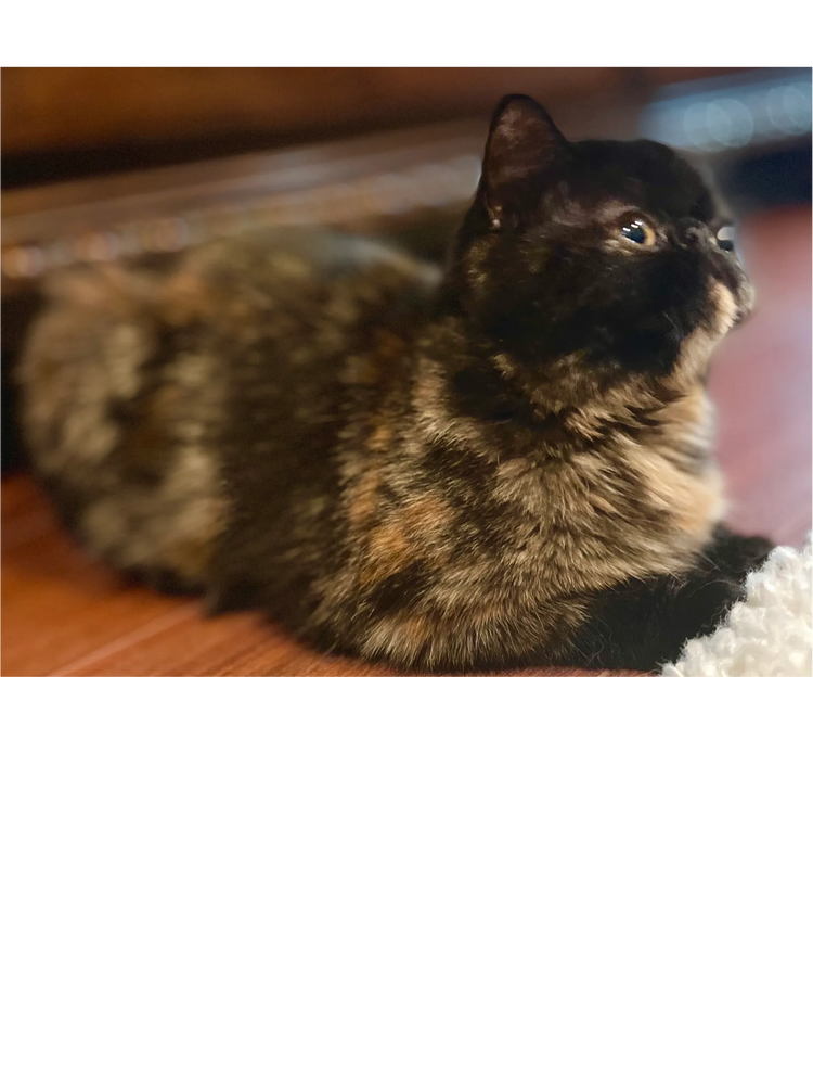 Jod Exotic Cats and Kittens