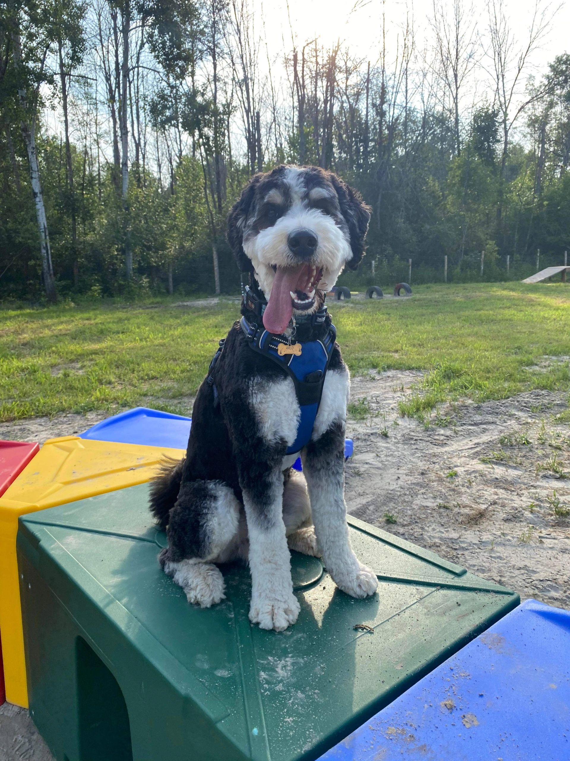 Capital Bark Park: Your Exclusive Private Dog Park