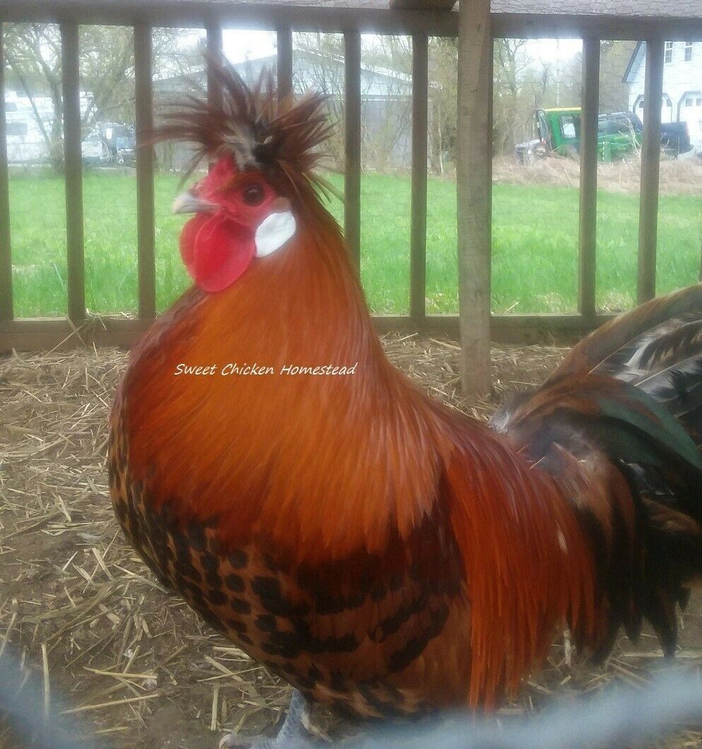12 Golden Spangled Appenzeller Spitzhauben Chicks