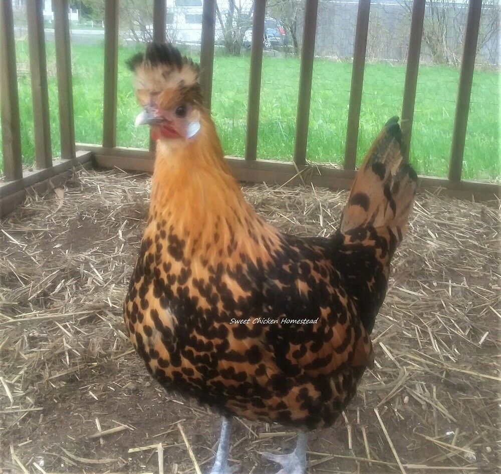 Golden Spangled Appenzeller Spitzhauben Hatching Eggs