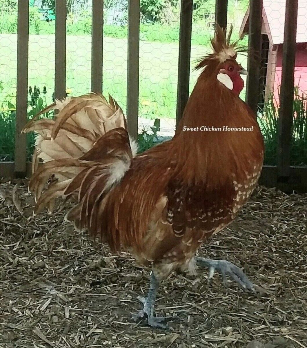 12 Chamois Spangled Appenzeller Spitzhauben Chicks