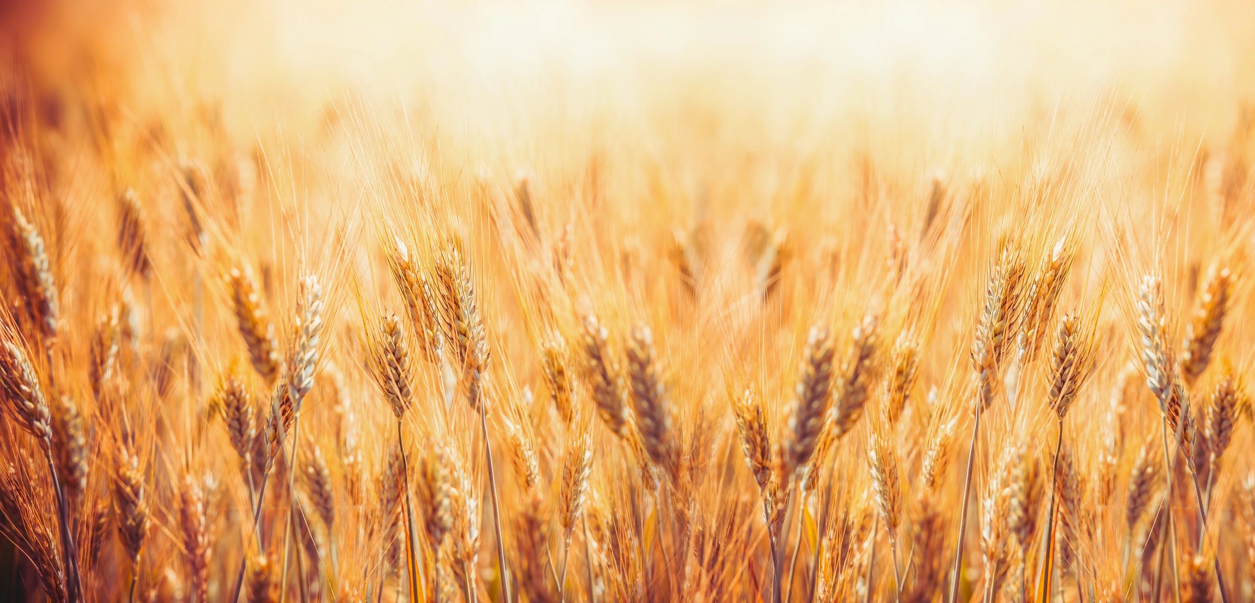 White Harvest Ministries