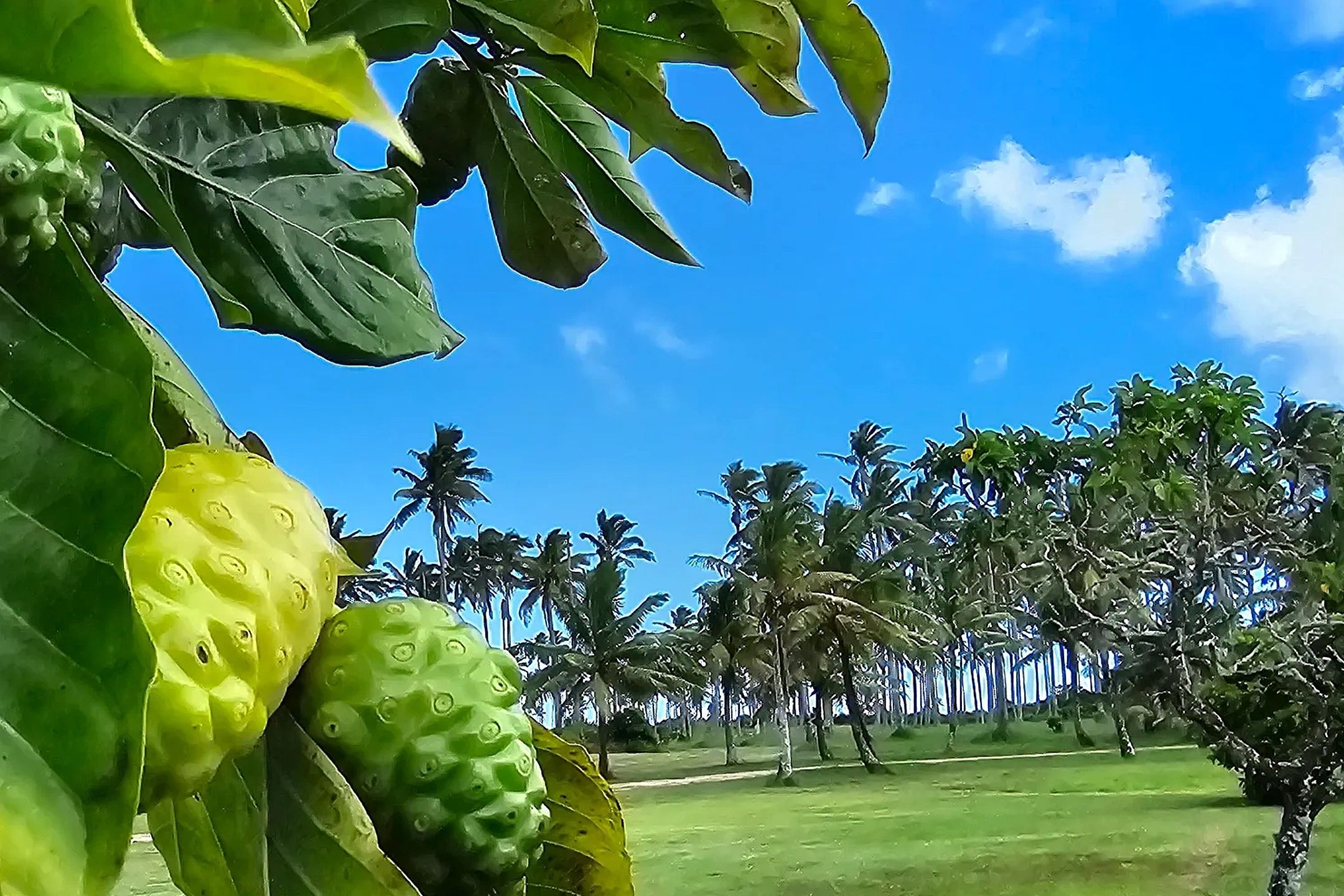 Niue Nonu