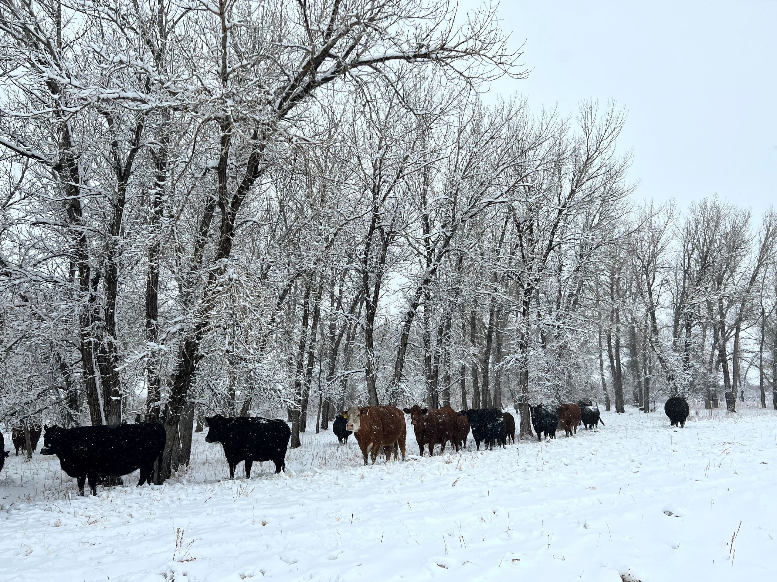 Smith Ranches Natural Beef
