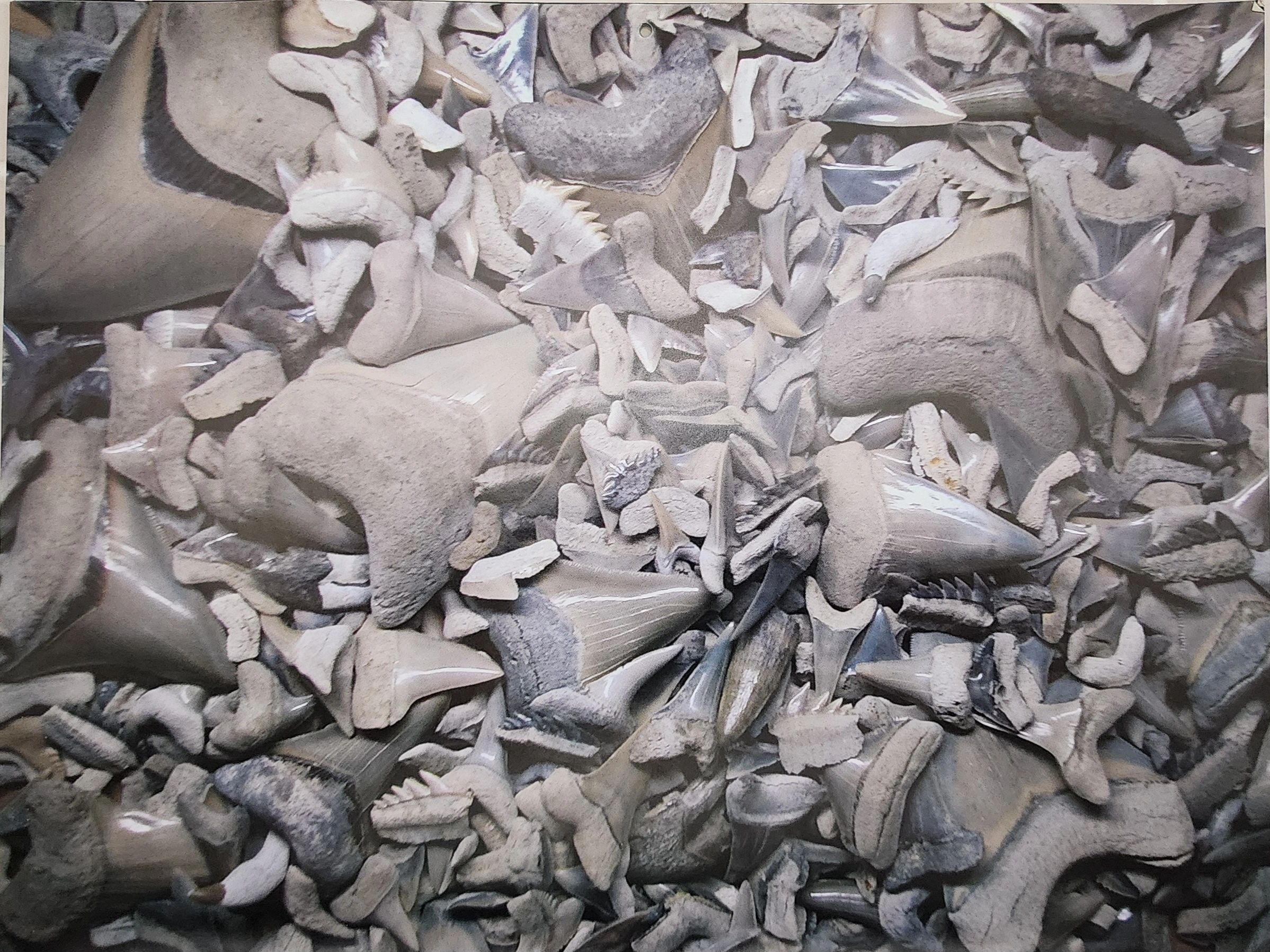 High quality fossils by Mark