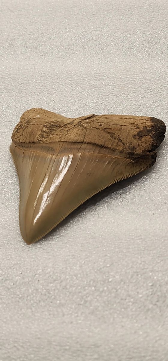 Phenomenal 3.48" Calvert Cliffs Megalodon shark tooth