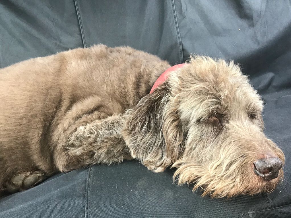 Meet the gang | Diane's Doodles and Dachshunds