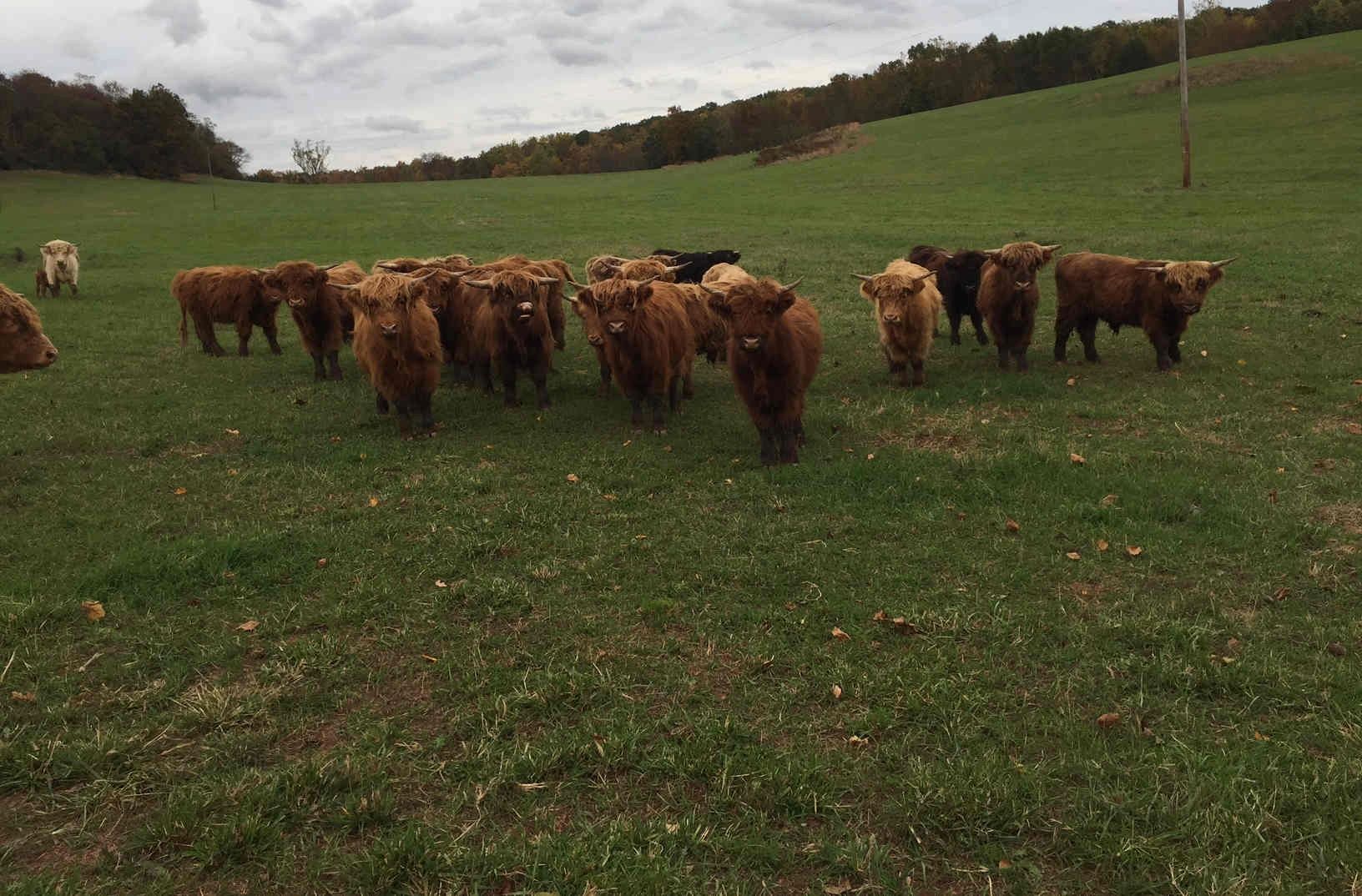 Colonial Farms 1776 Web Store