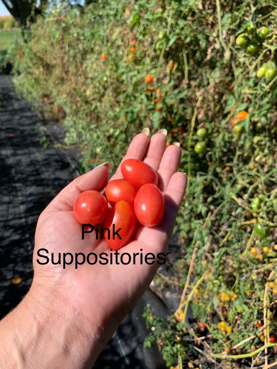 Pink Suppositories Tomato
