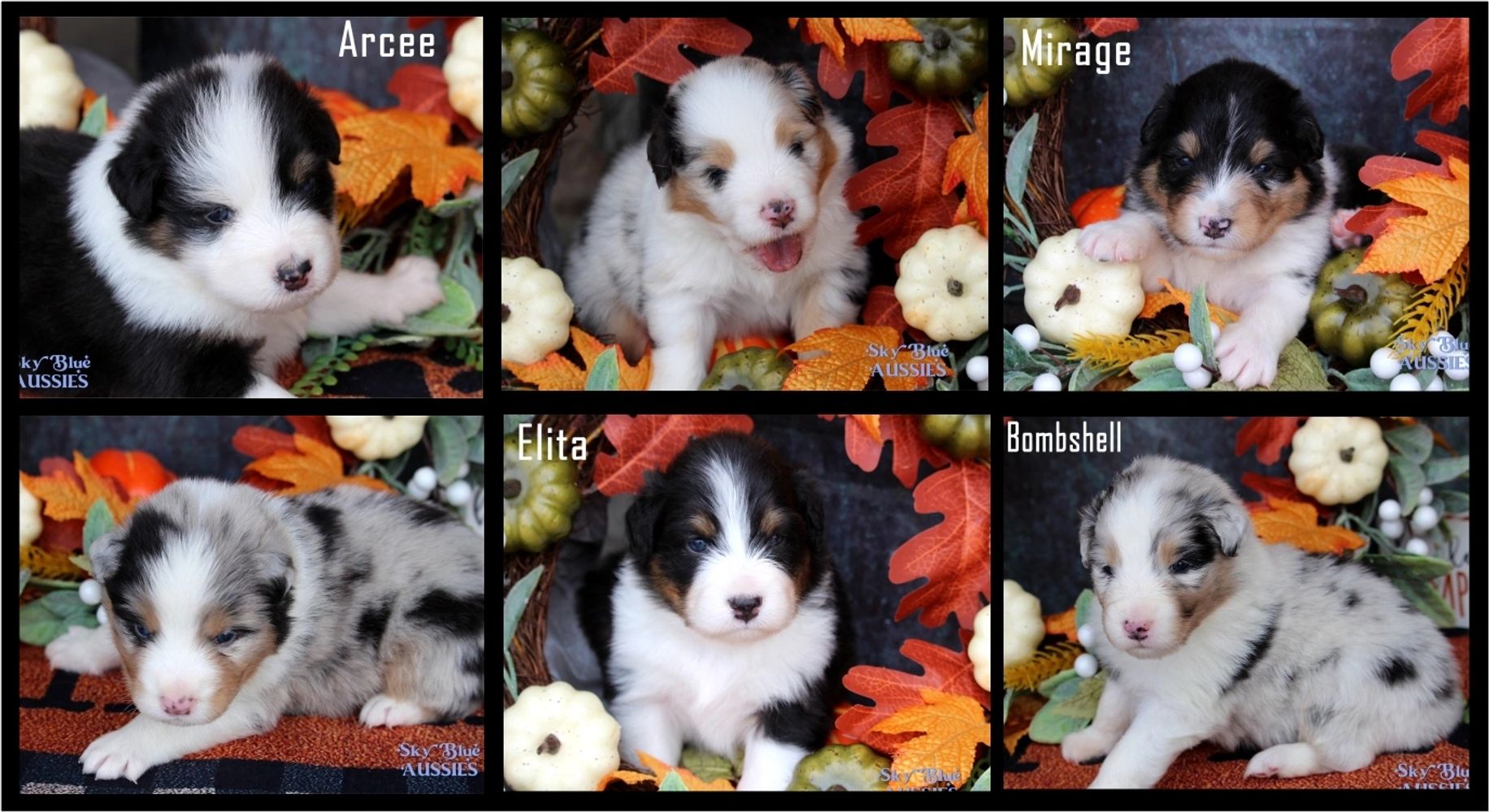 Sky Blue Aussies