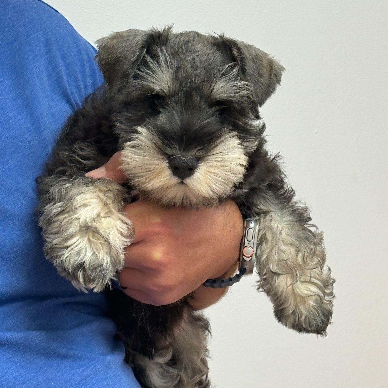Black Gold AKC Miniature Schnauzers - Dog Breeder, Puppies