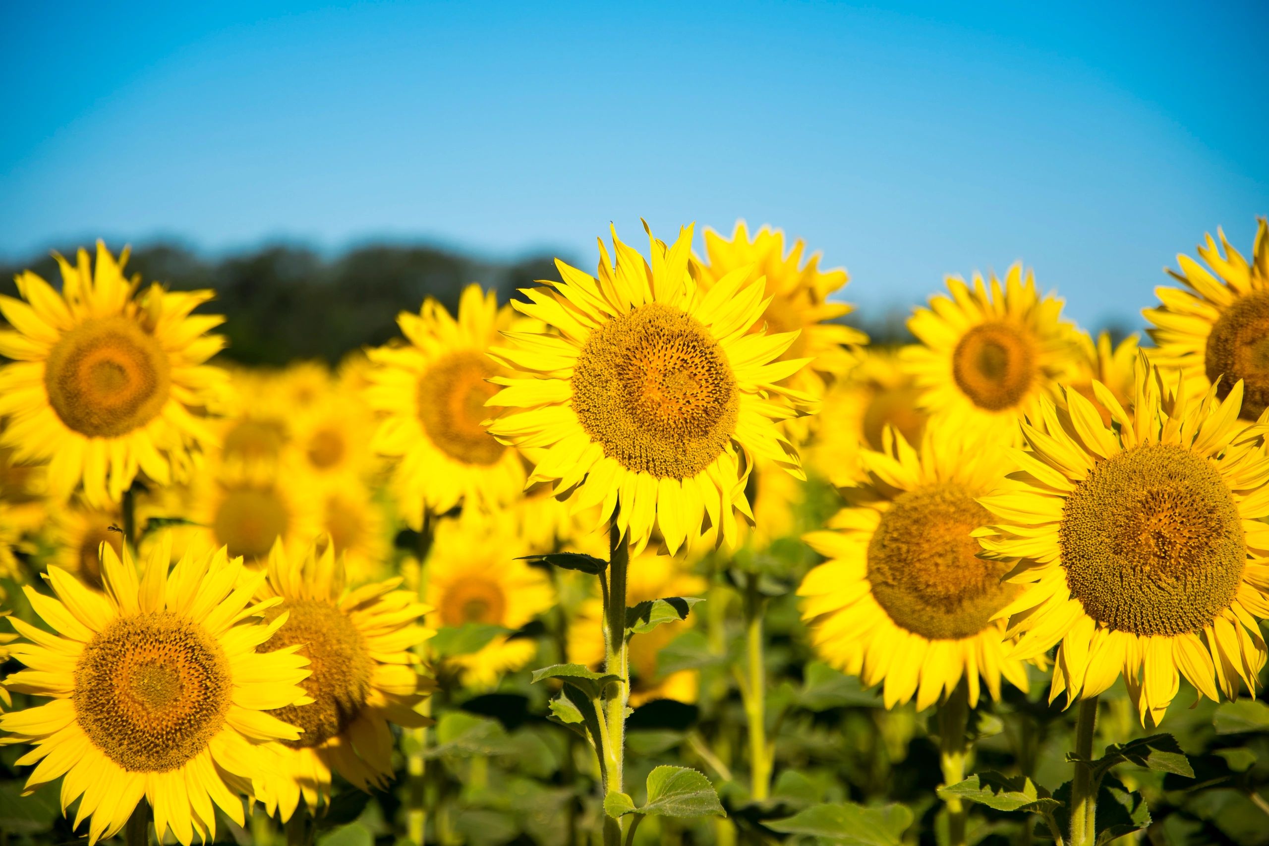 Sunflower Pulmonary and Sleep Medicine