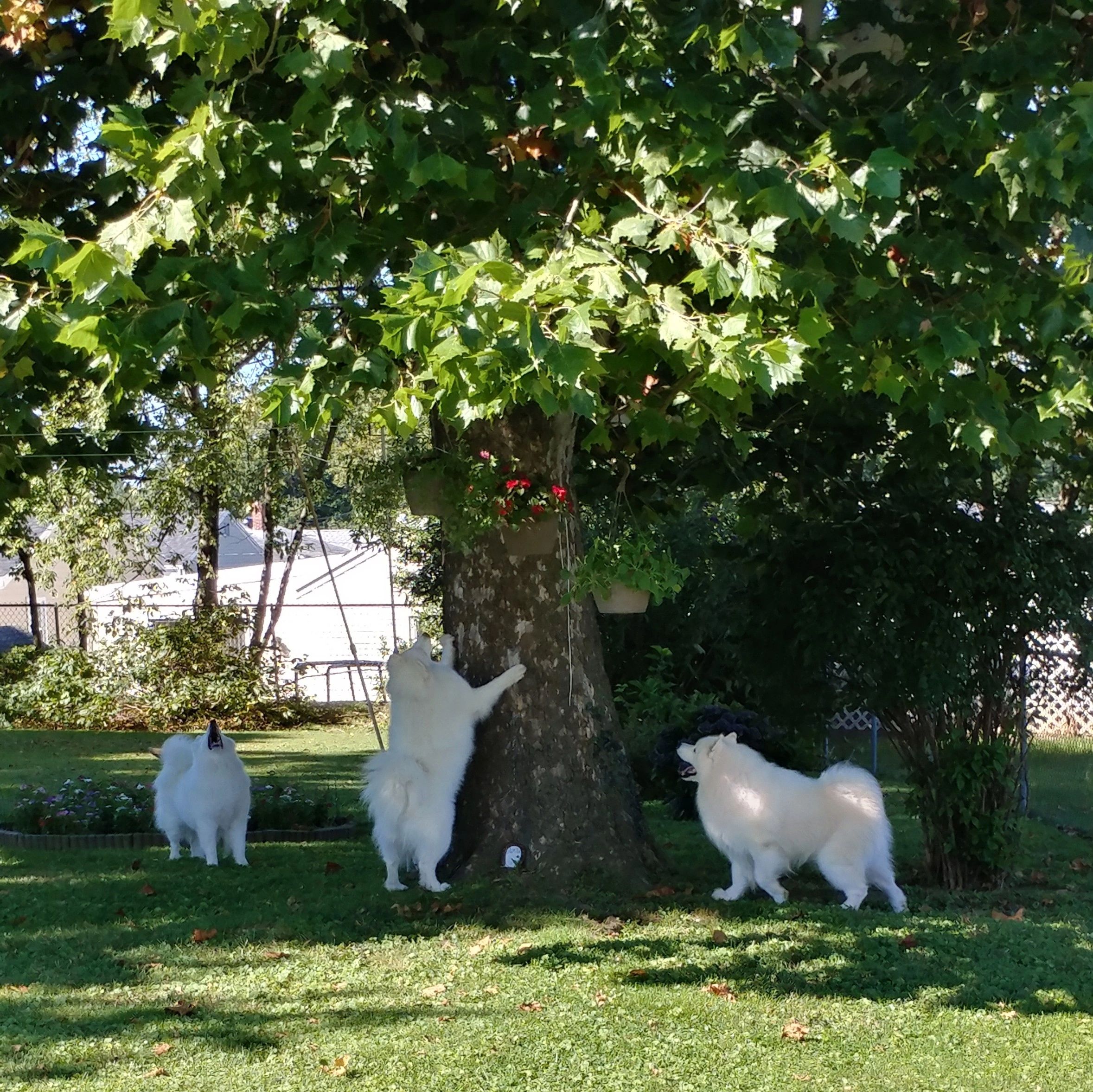 Create a Training P-A-C-T with Your Dog