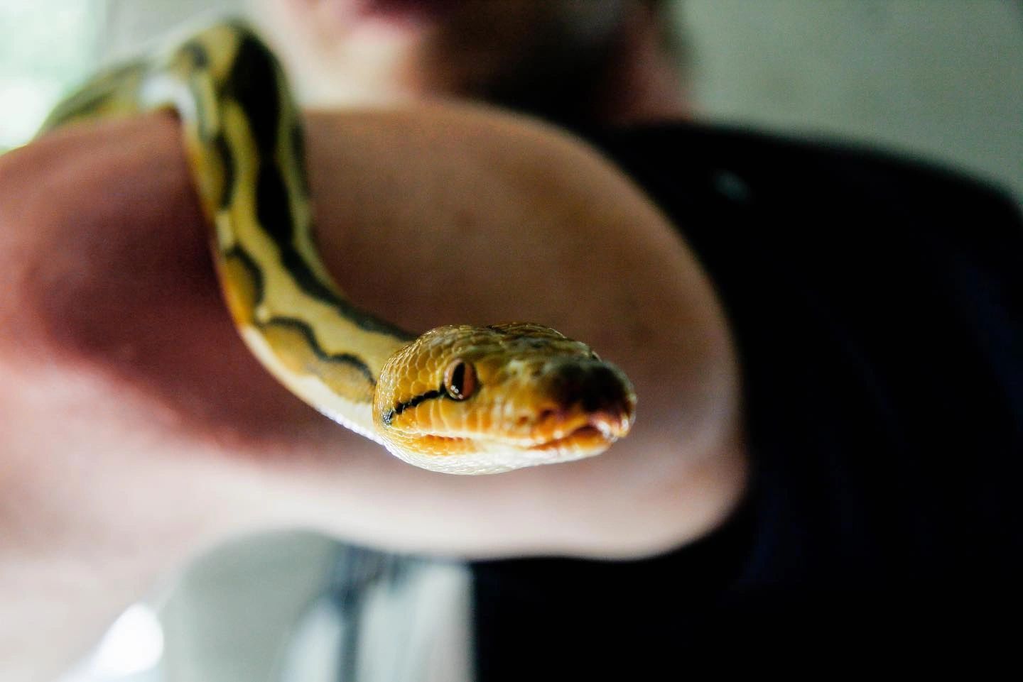 Dave’s Danger Noodles - Snakes, Noodles