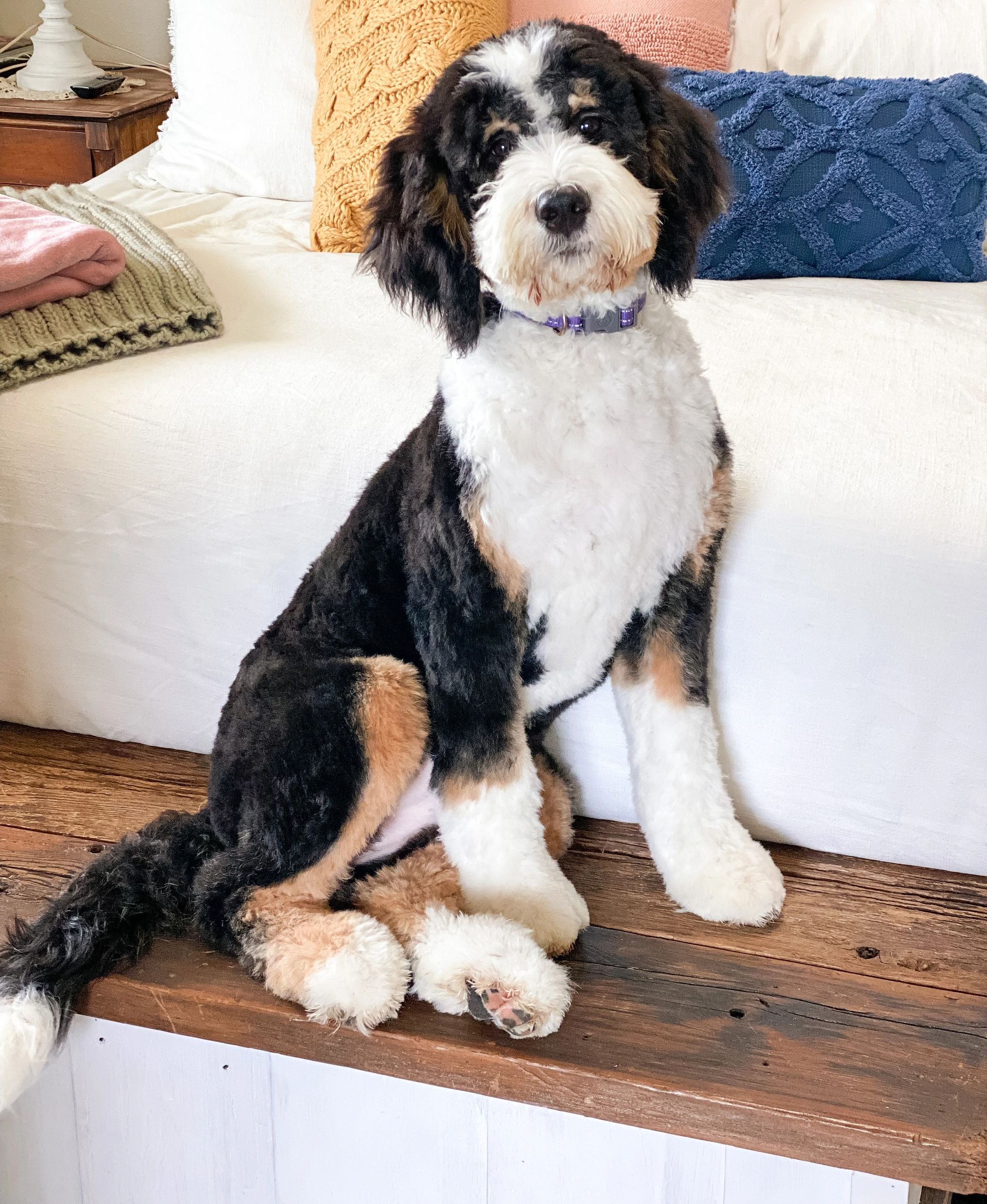 What Is A Phantom Bernedoodle