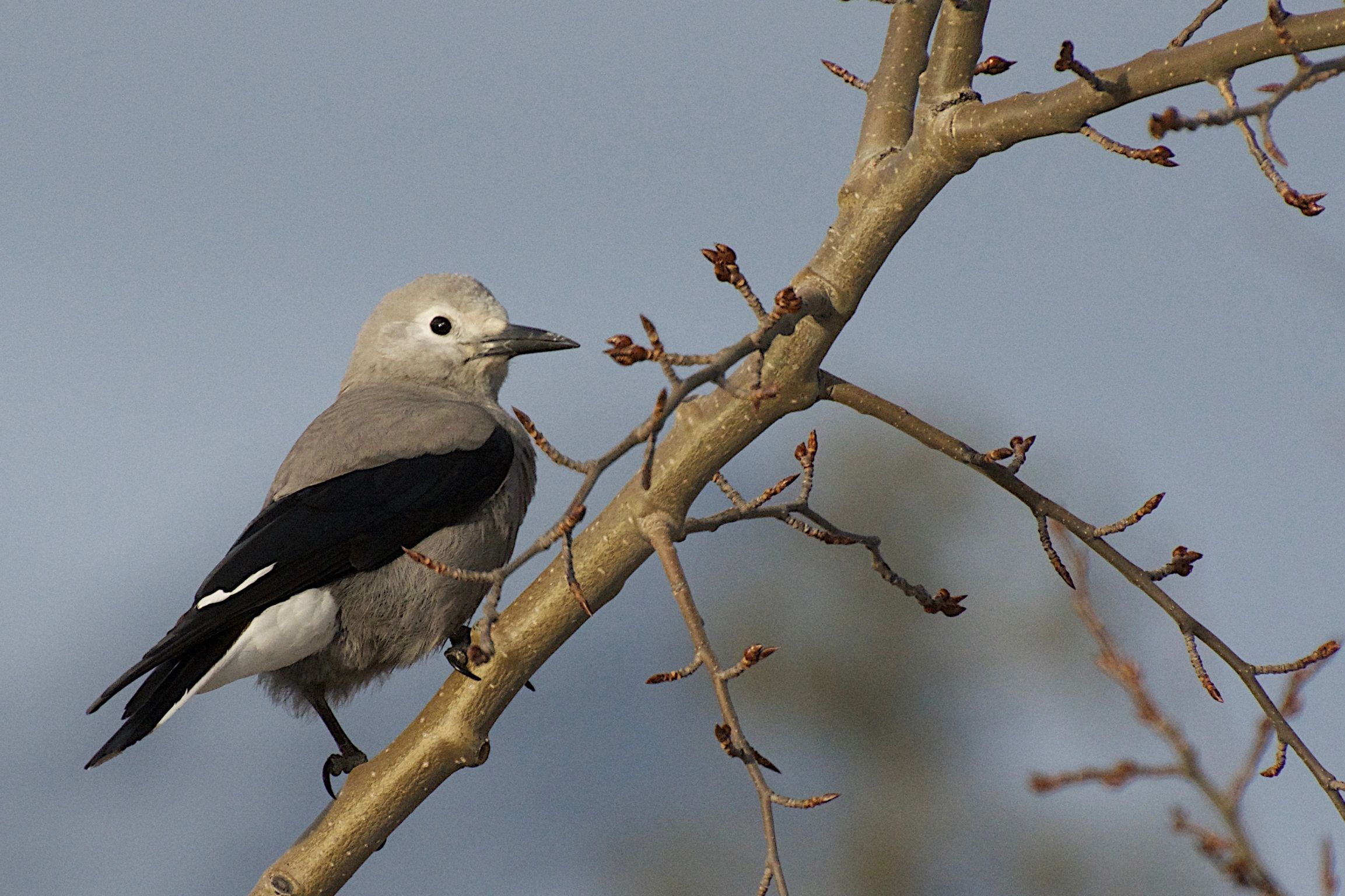 Mountain Bluebird Tours