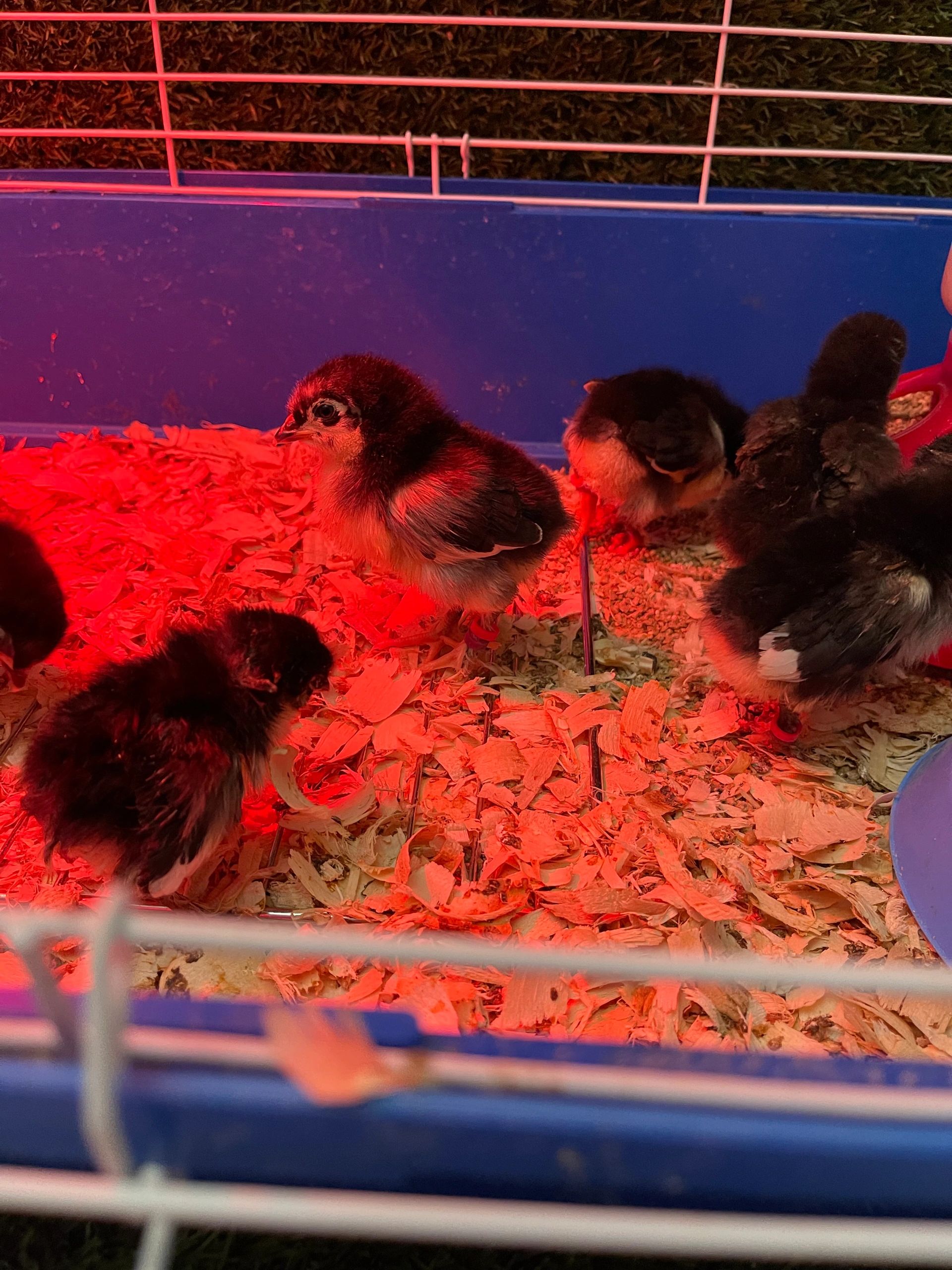 PREPARING THE BROODER FOR YOUR NEW CHICKS