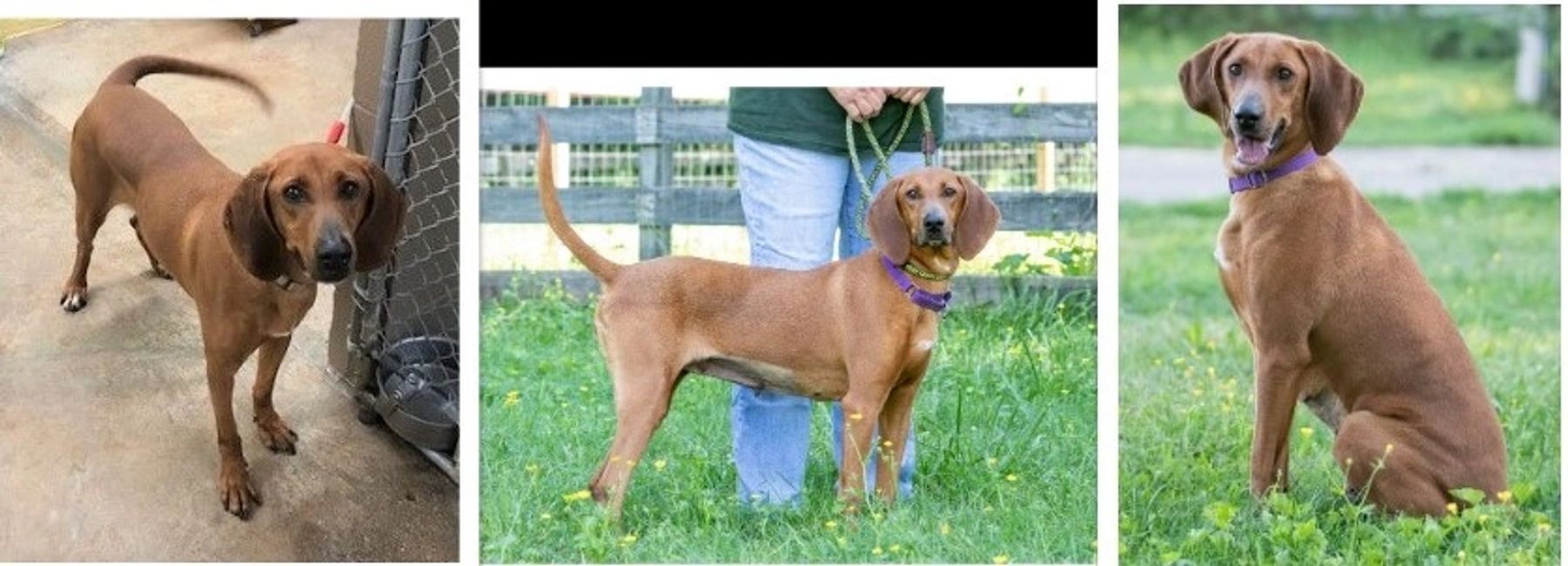 Available Dogs | Northeast Coonhound Rescue