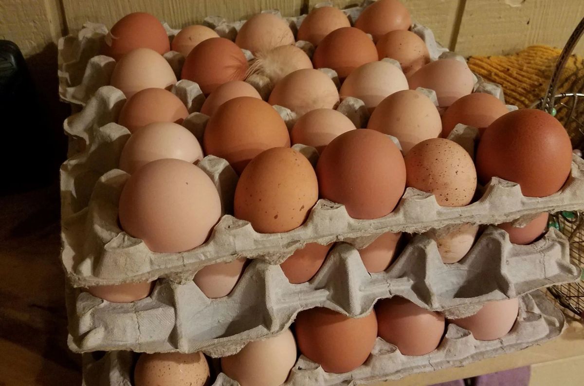 1 dozen Grade AA Large eggs