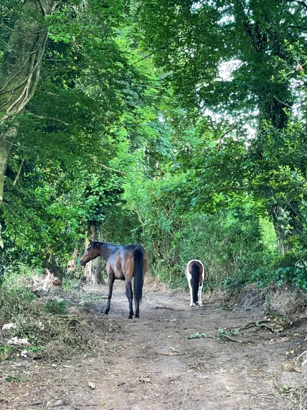 Meadow Track Livery - Track Livery, Track Livery, Laminitis Rehab ...