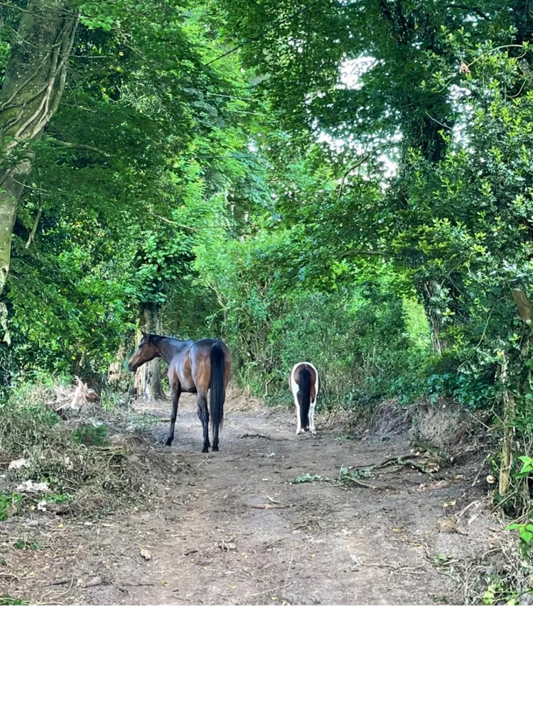 Meadow Track Livery - Track Livery, Track Livery, Laminitis Rehab ...