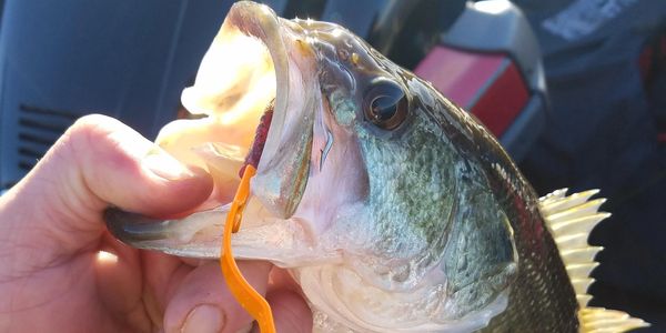 Wobblehead Lures - Wobblehead Lures, Fishing, Wobble Head