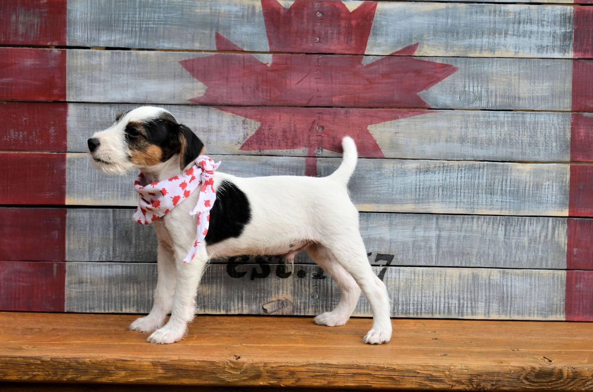 Foxwillow Terriers | Western Canadian Jack Russell Terrier Club