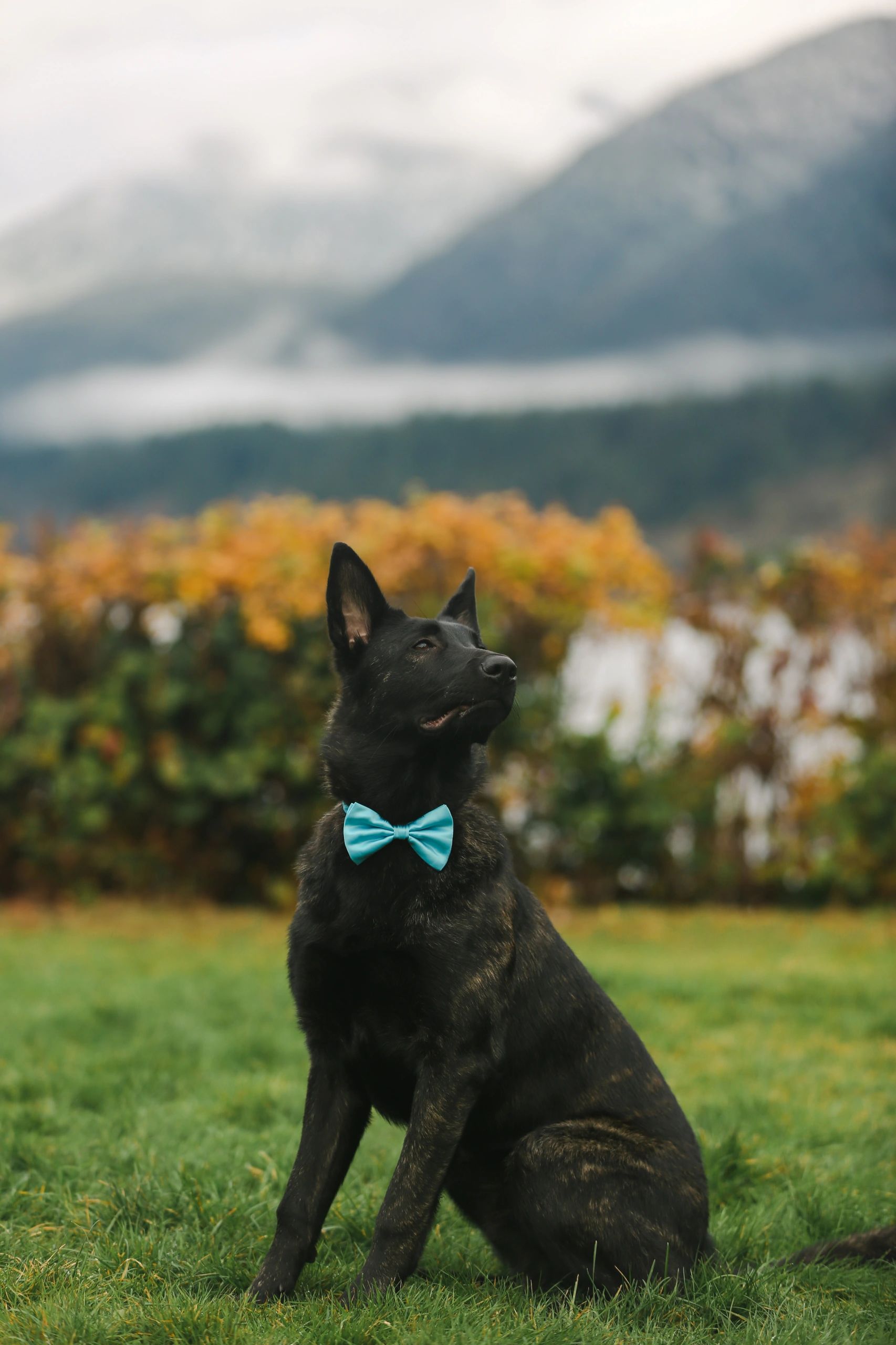 Dutch Shepherd Breeder - Dutch Shepherd Puppies