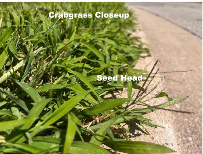 The lifecycle of crabgrass & how to get rid of it