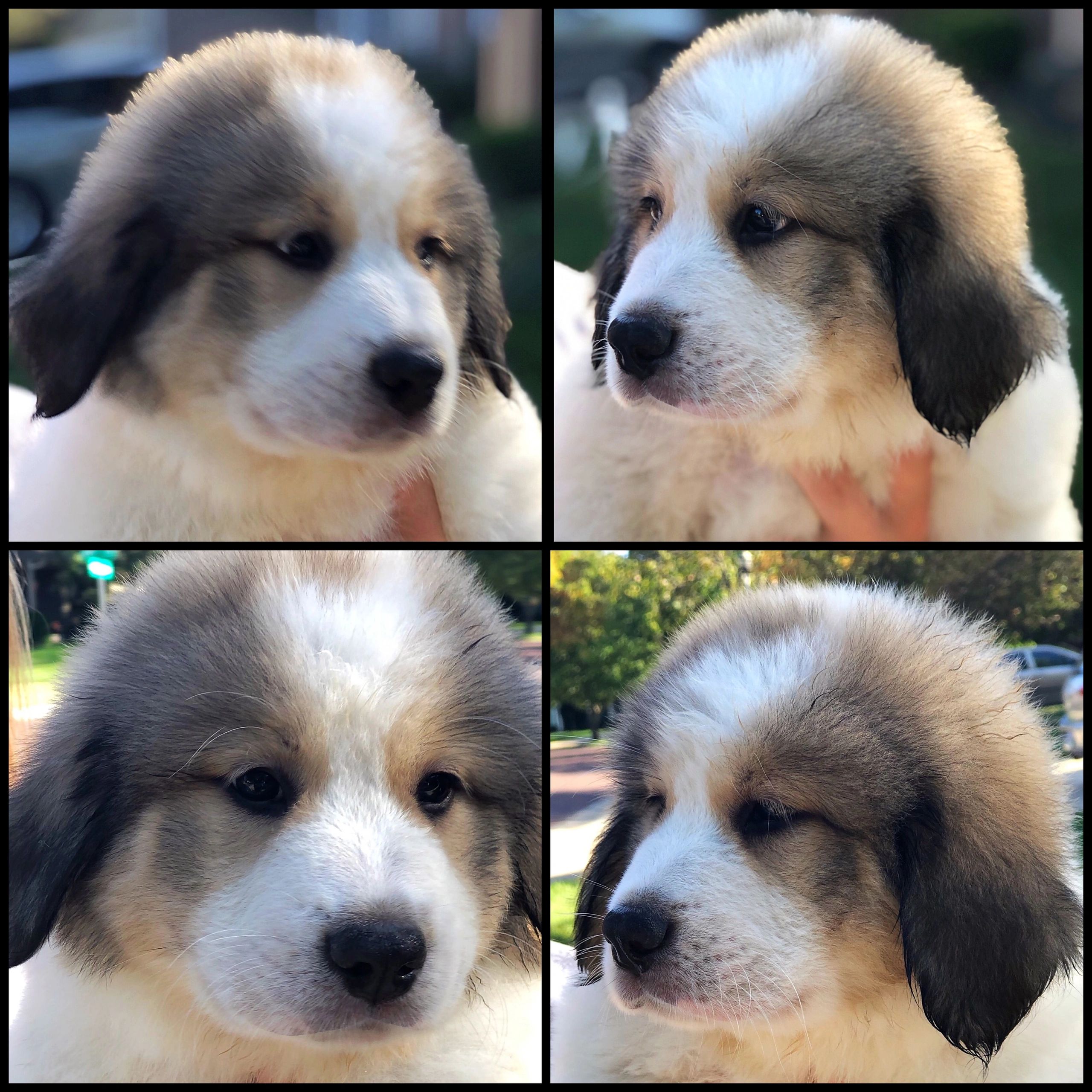 Great Bernese of KC - Puppies, Bernese Mountain Dog, Pyrenees
