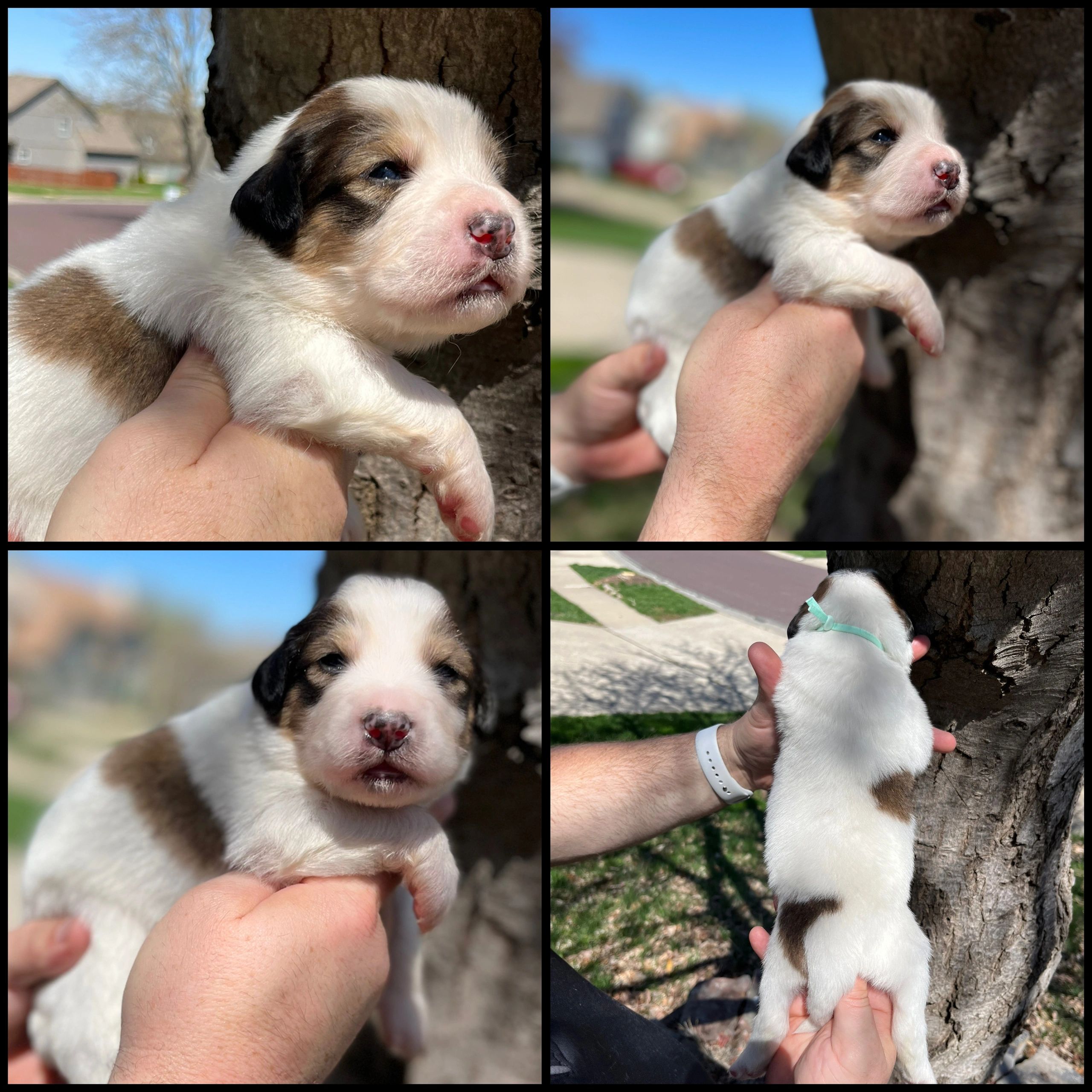 Great Bernese of KC - Puppies, Bernese Mountain Dog, Pyrenees