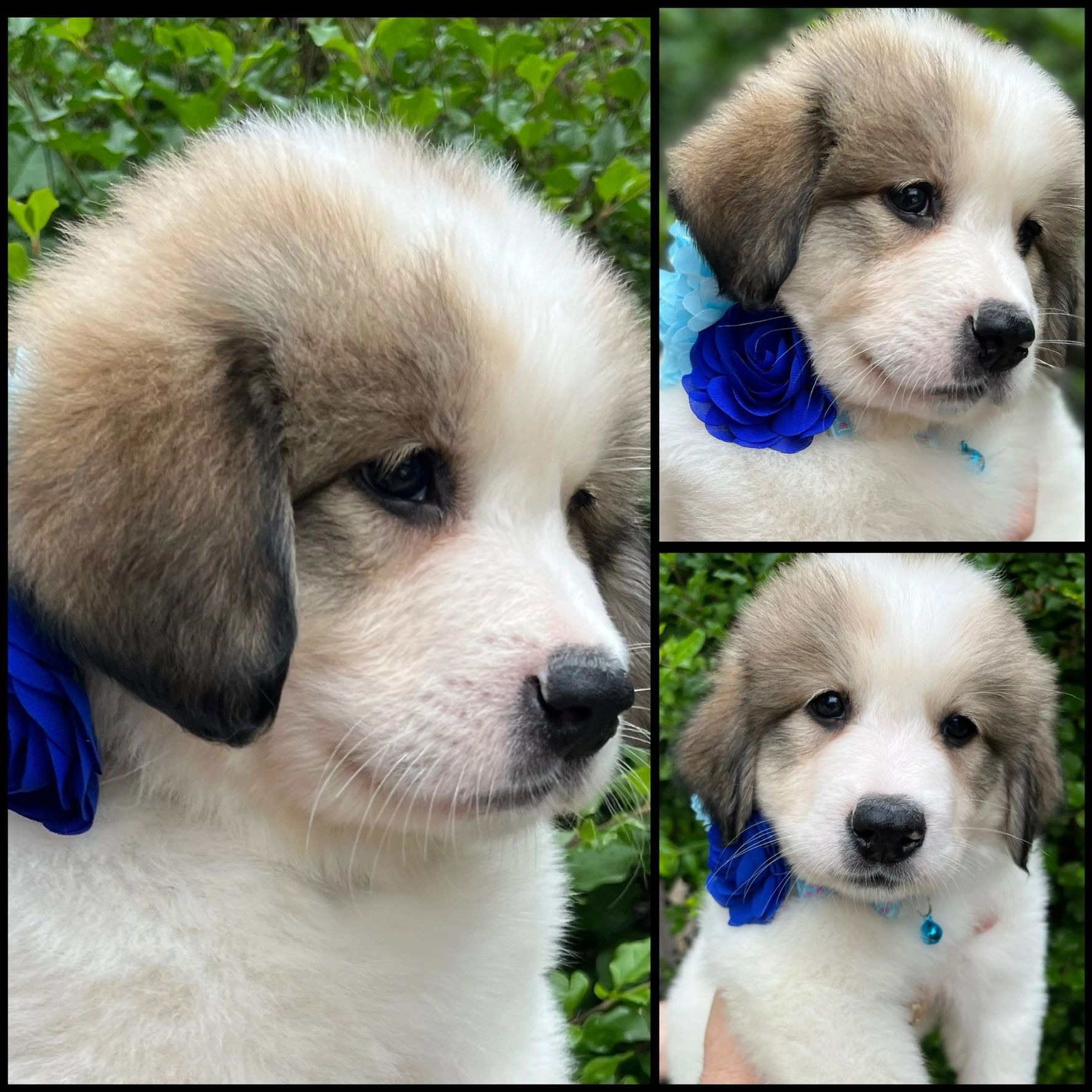 Great Bernese of KC - Puppies, Bernese Mountain Dog, Pyrenees